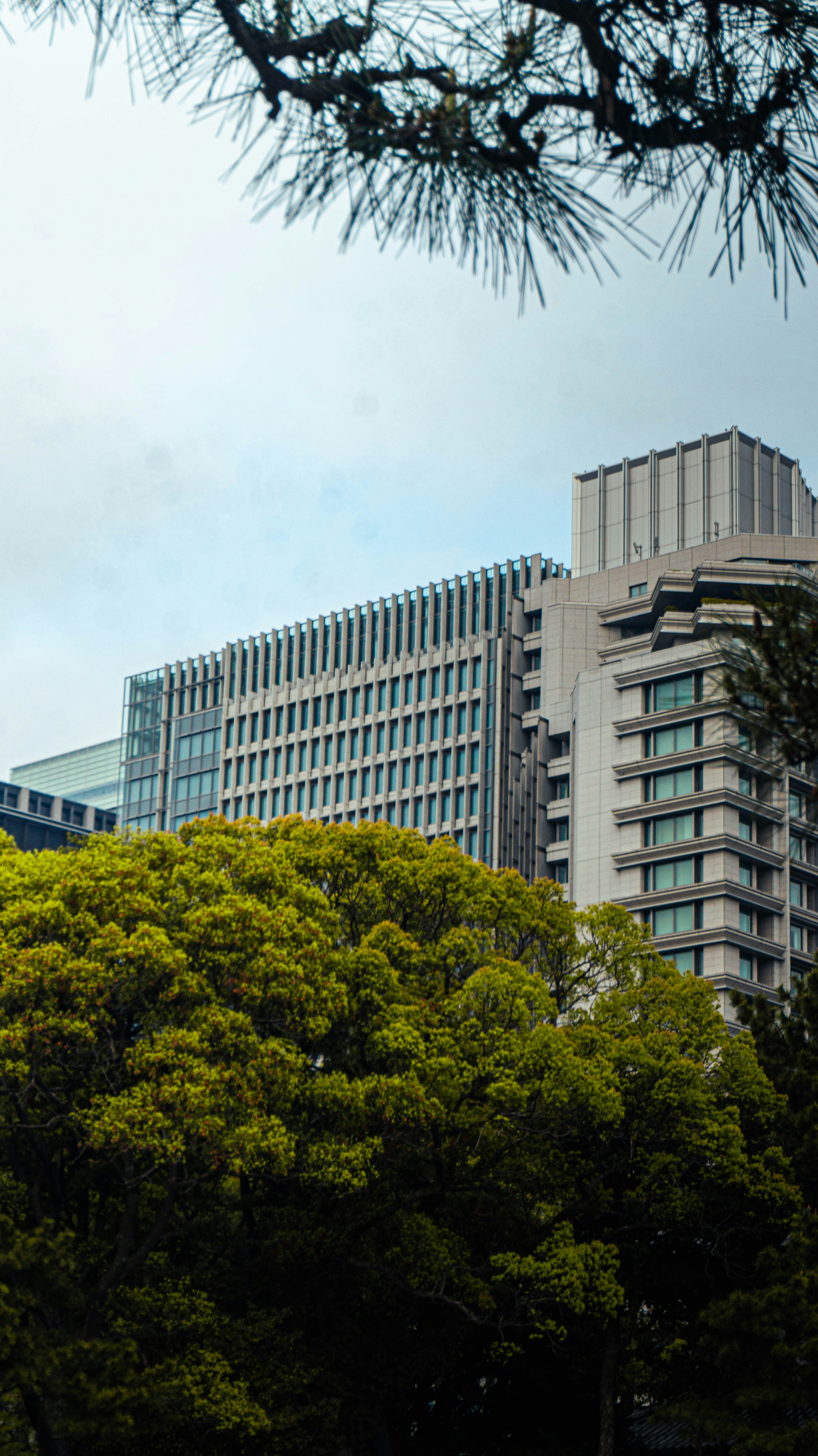 Pine-Framed Skyline: Modern Towers Emerging From a Lush Canopy