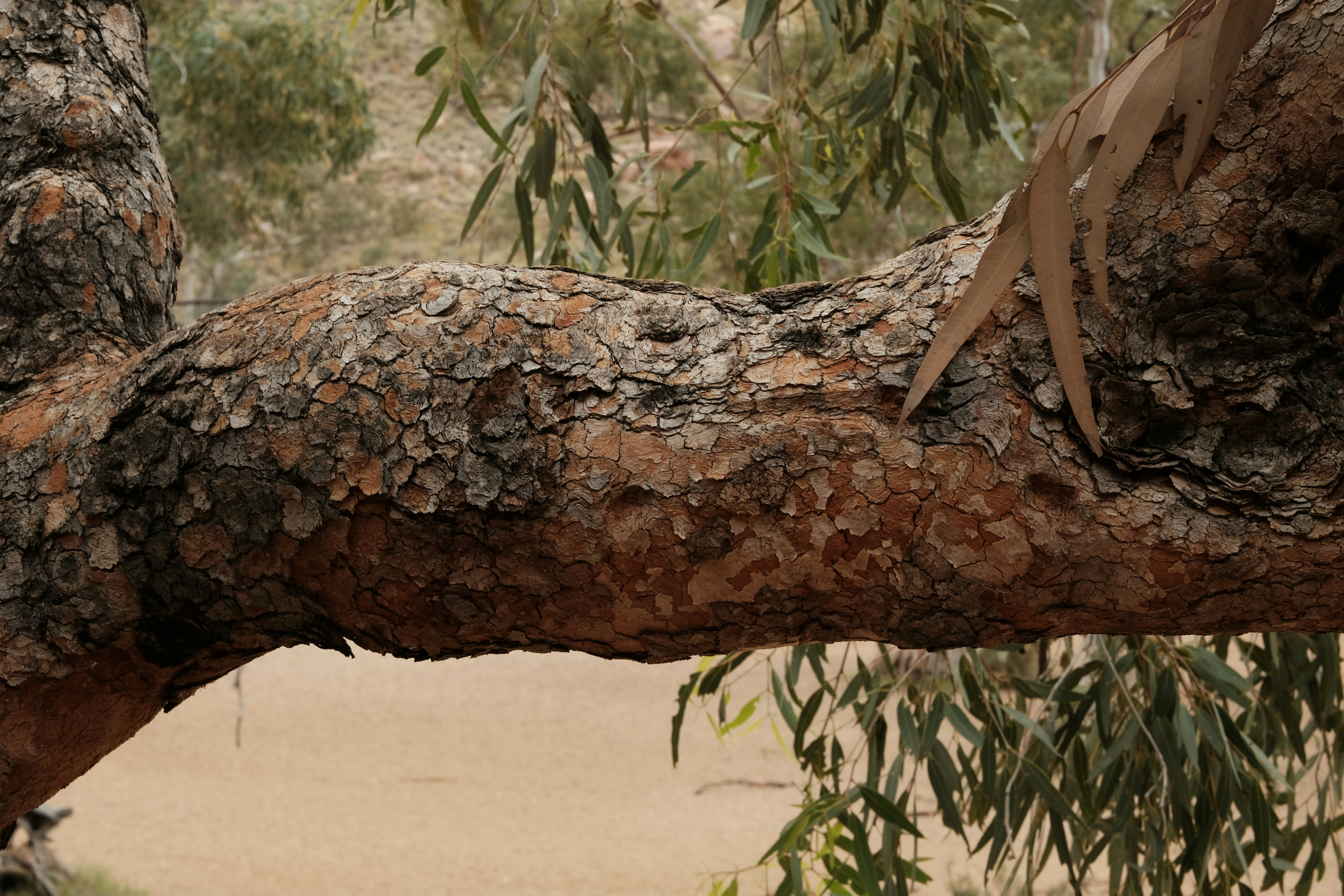 Texture in Sunlit Silence: A Close-Up of Gnarled Bark