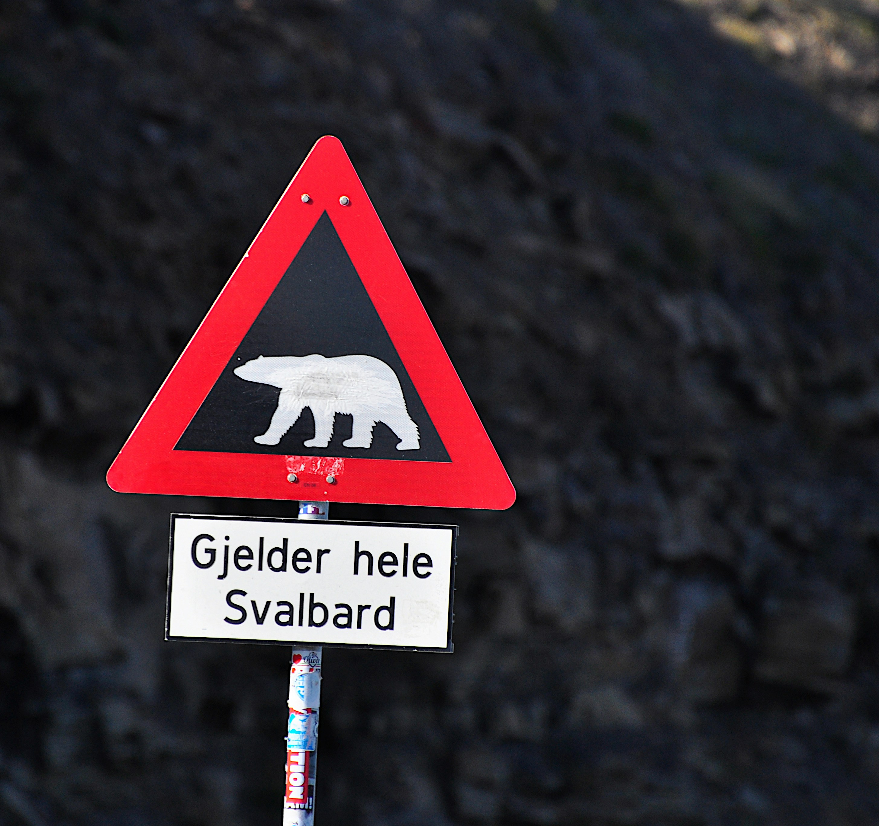Polar Bear Warning Sign on a Wind-swept Svalbard Rock Face