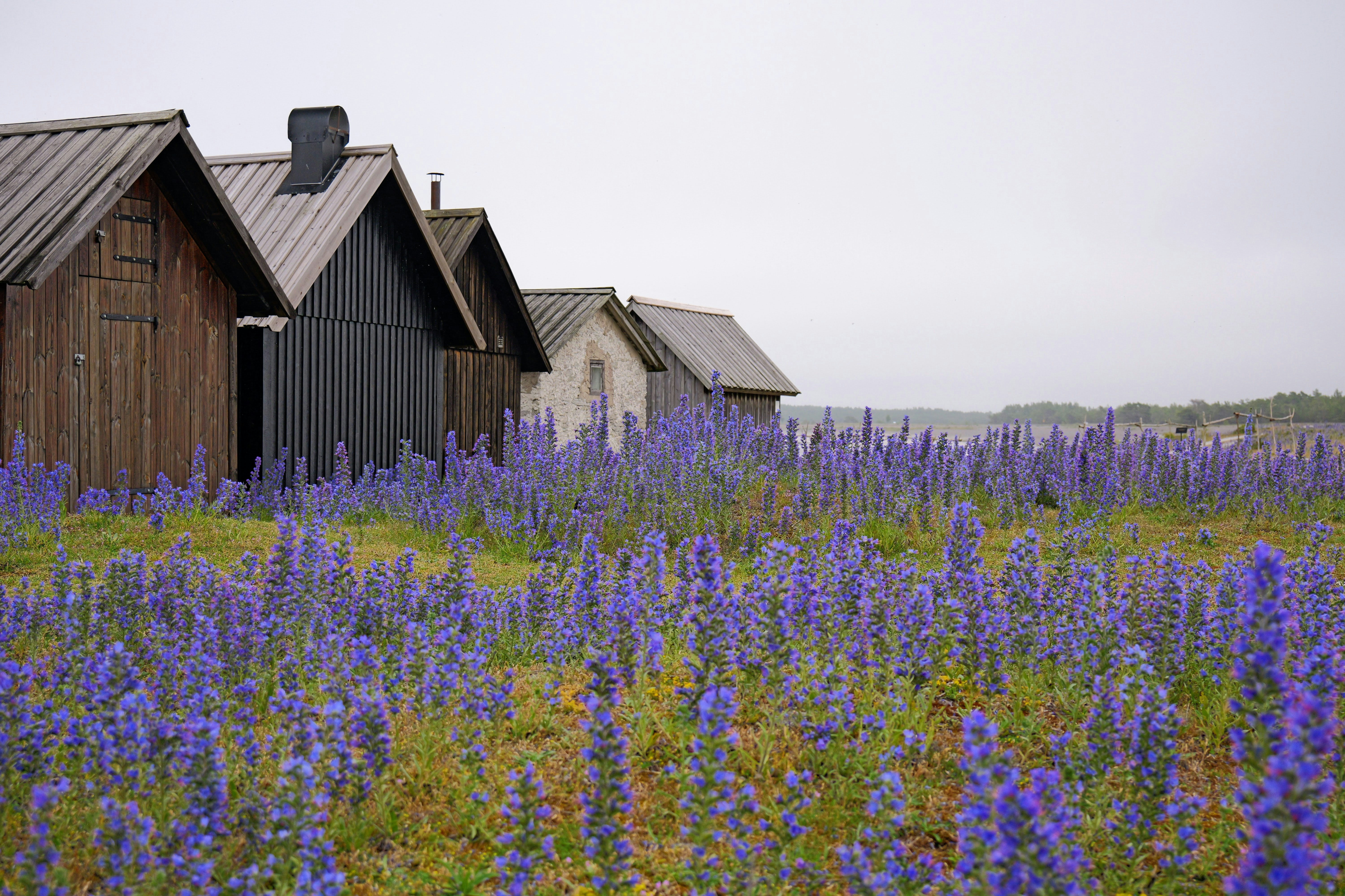Rustic Retreat Amidst Lupine Waves