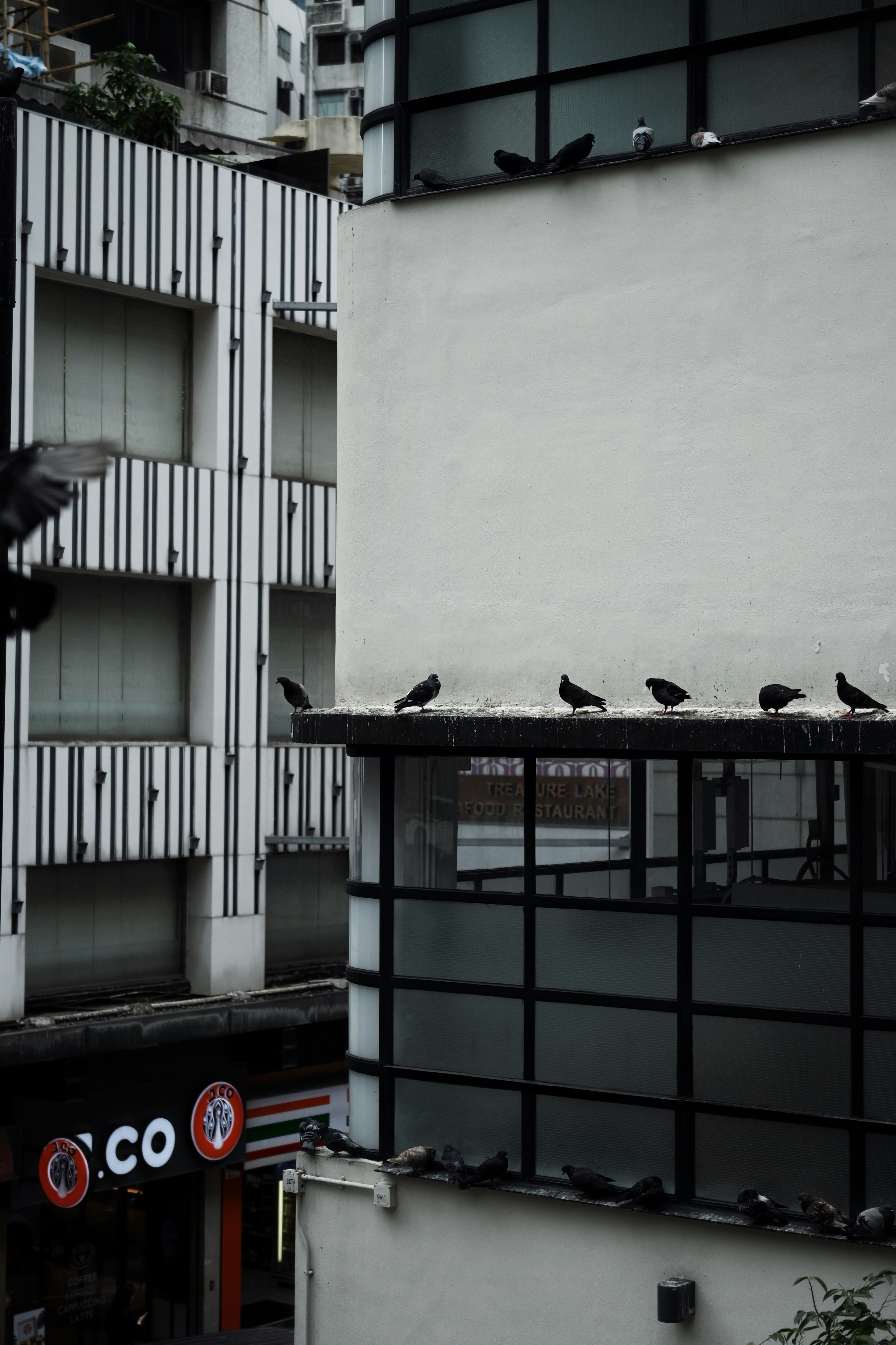 A flock of birds sitting on top of a building photo – Free Bird Image ...