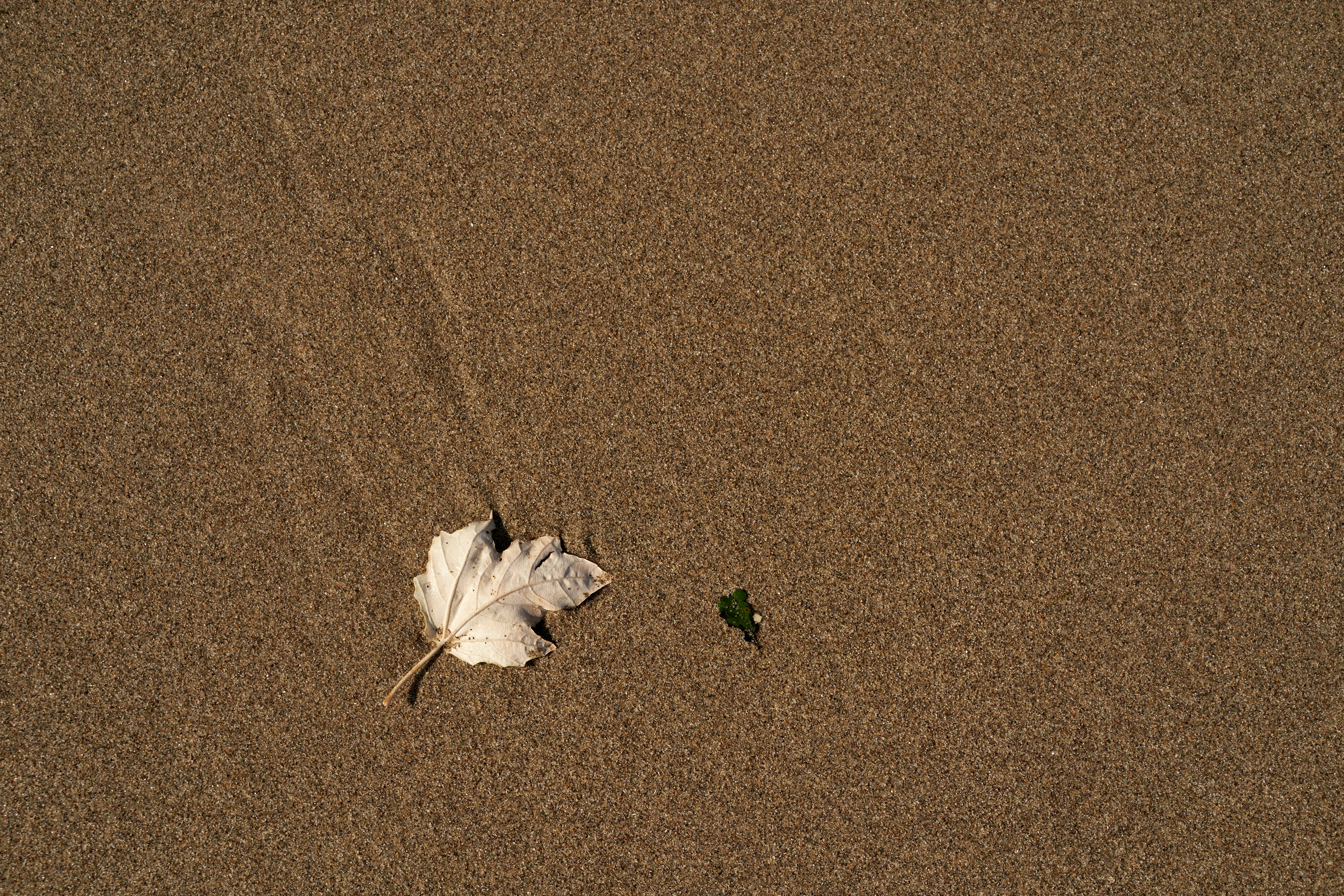 A dead leaf on the sand of a beach