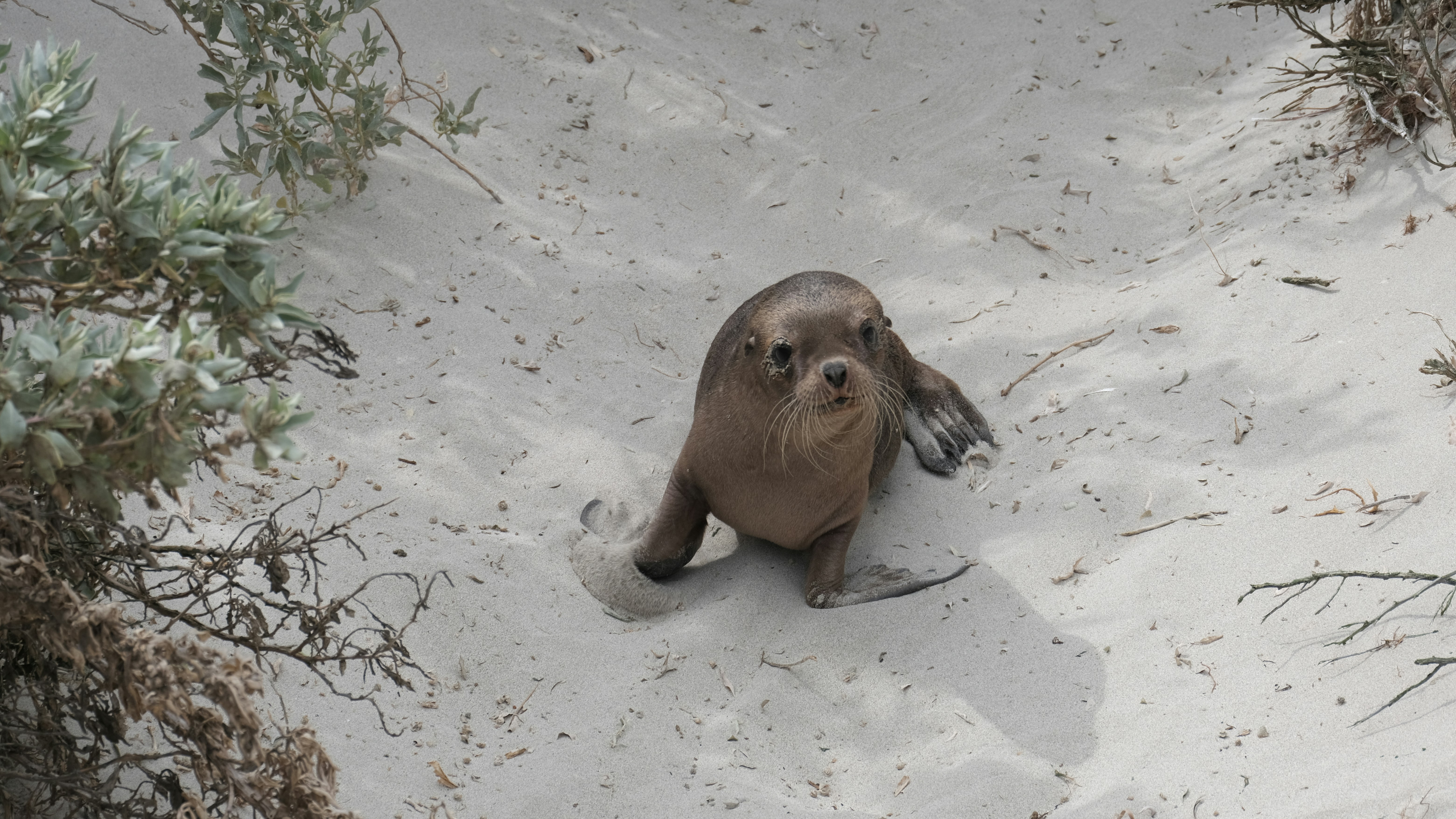 A seal sitting on top of a sandy beach
