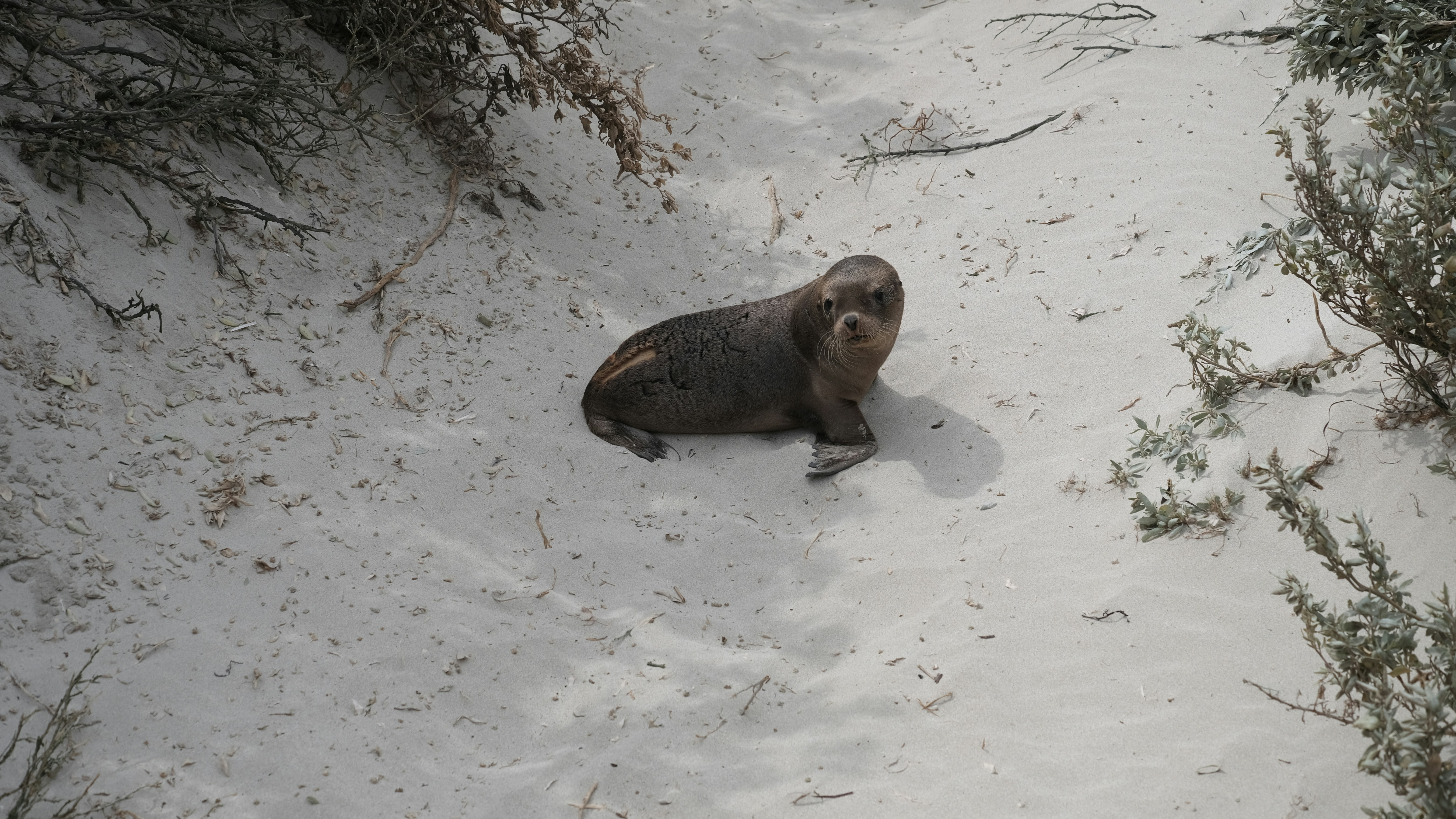 Sealed in Snow: A lone seal on a quiet dune