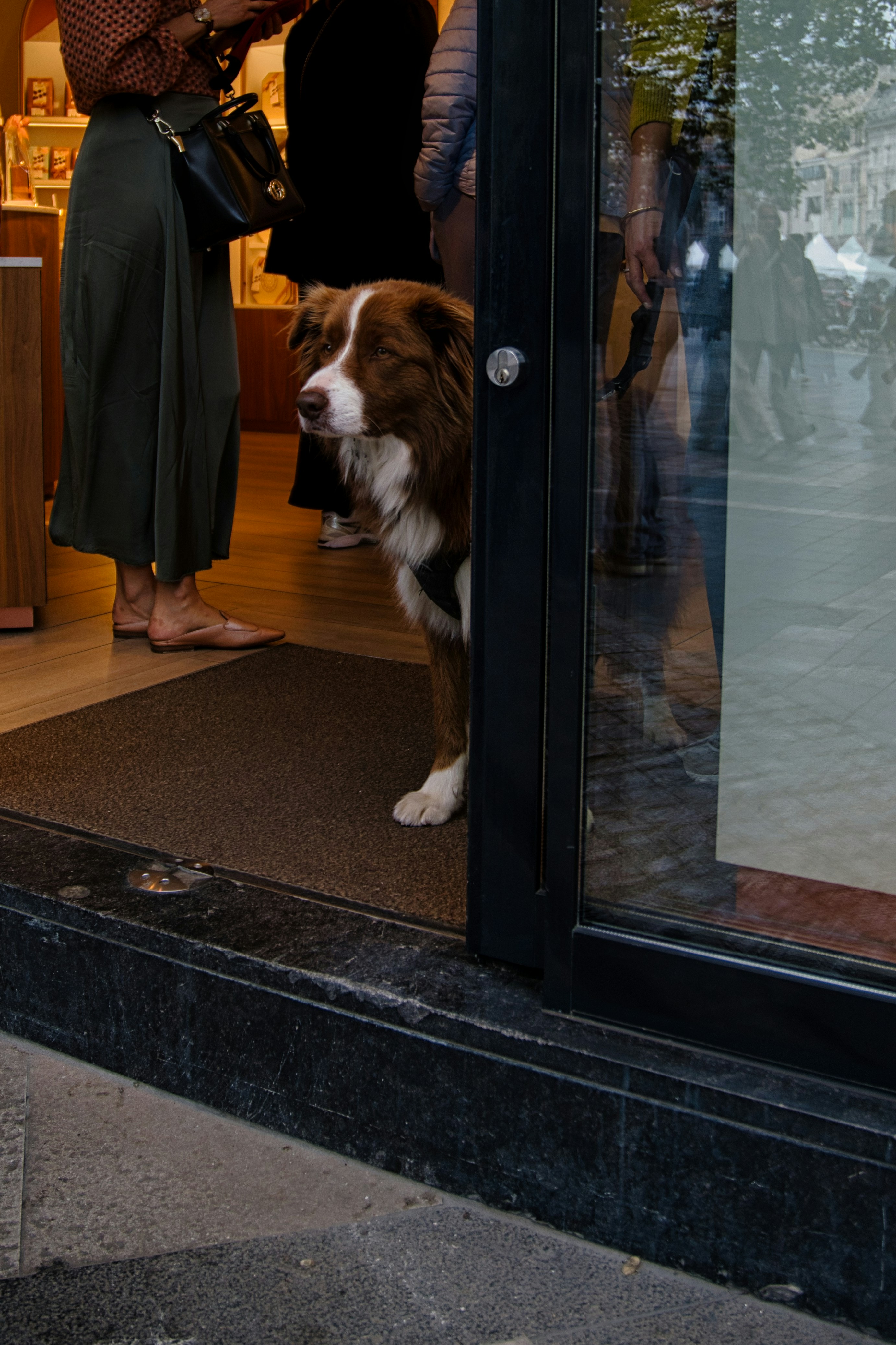 Canine Gatecrasher: A Loyal Visitor at the Doorstep