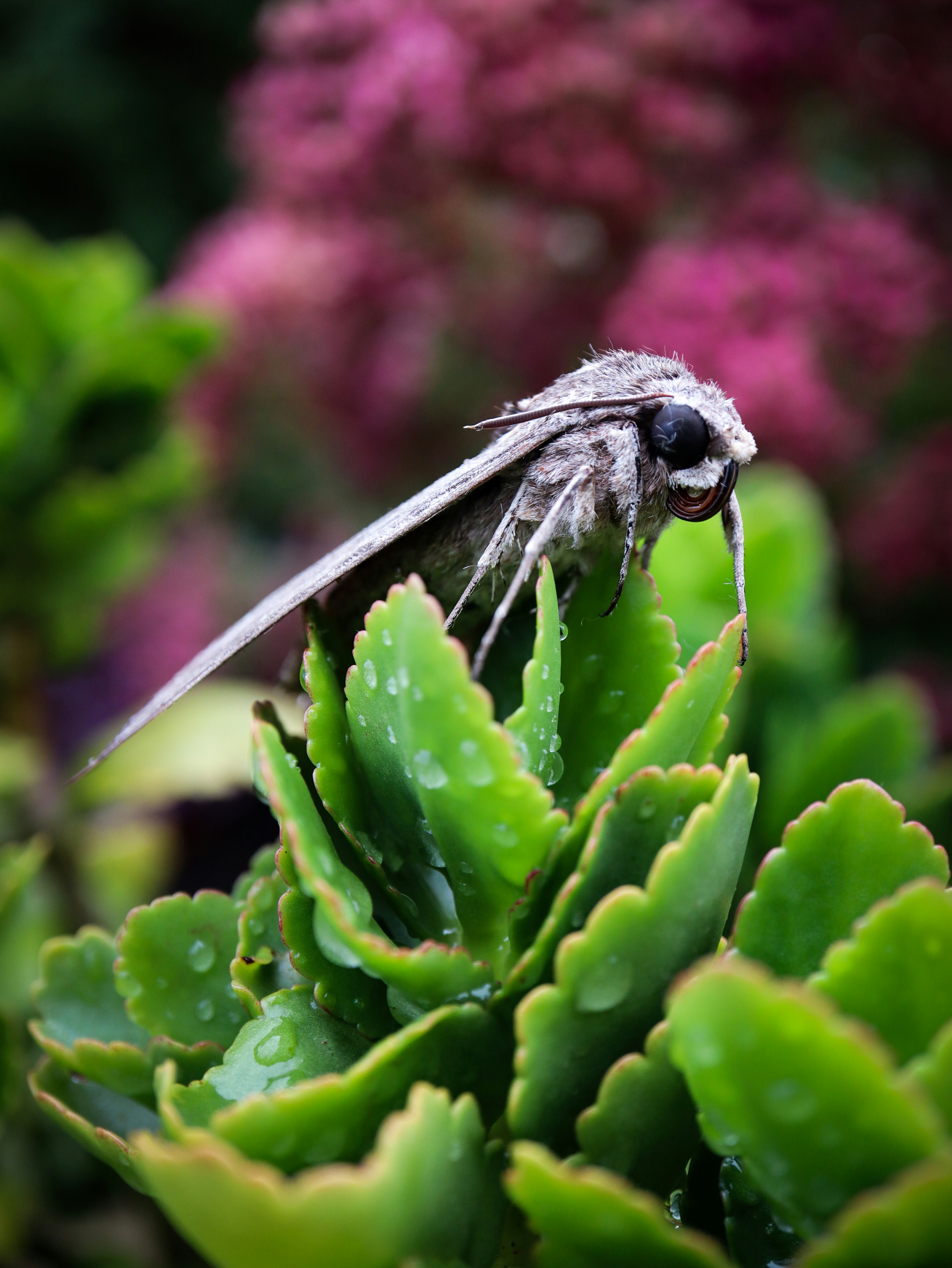 Dusty-wing Moth on a Jade Crown with Blush-Bokeh Backdrop