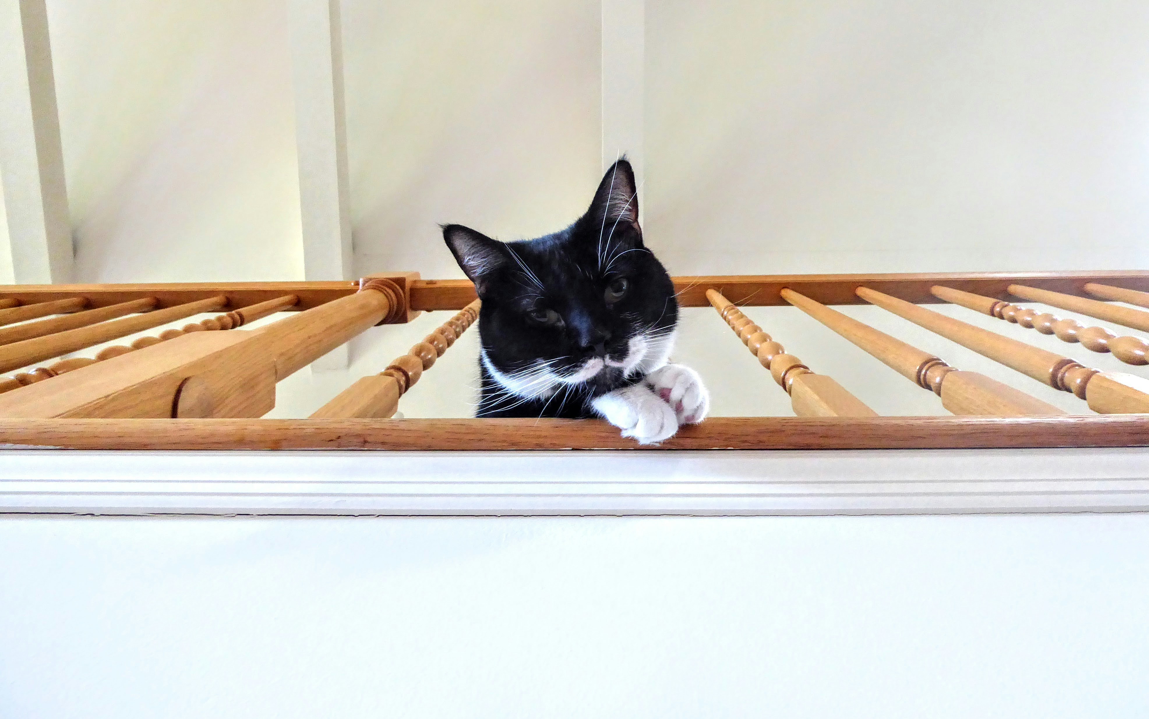 Whiskers at the Edge: A Curious Cat Peers Over the Wooden Balcony