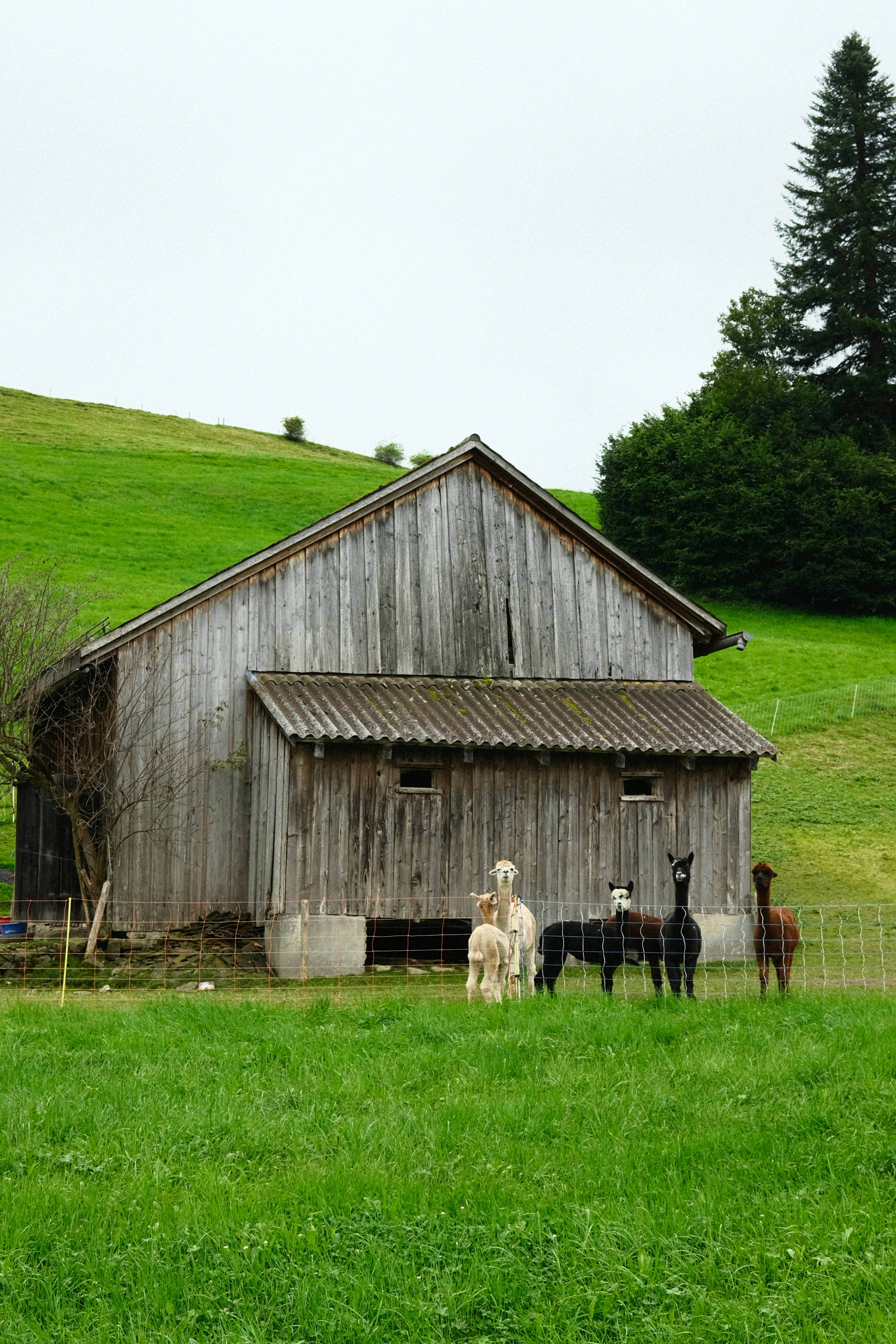 Weathered Barn in a Lush Valley: Alpacas Quietly Gather by the Fence
