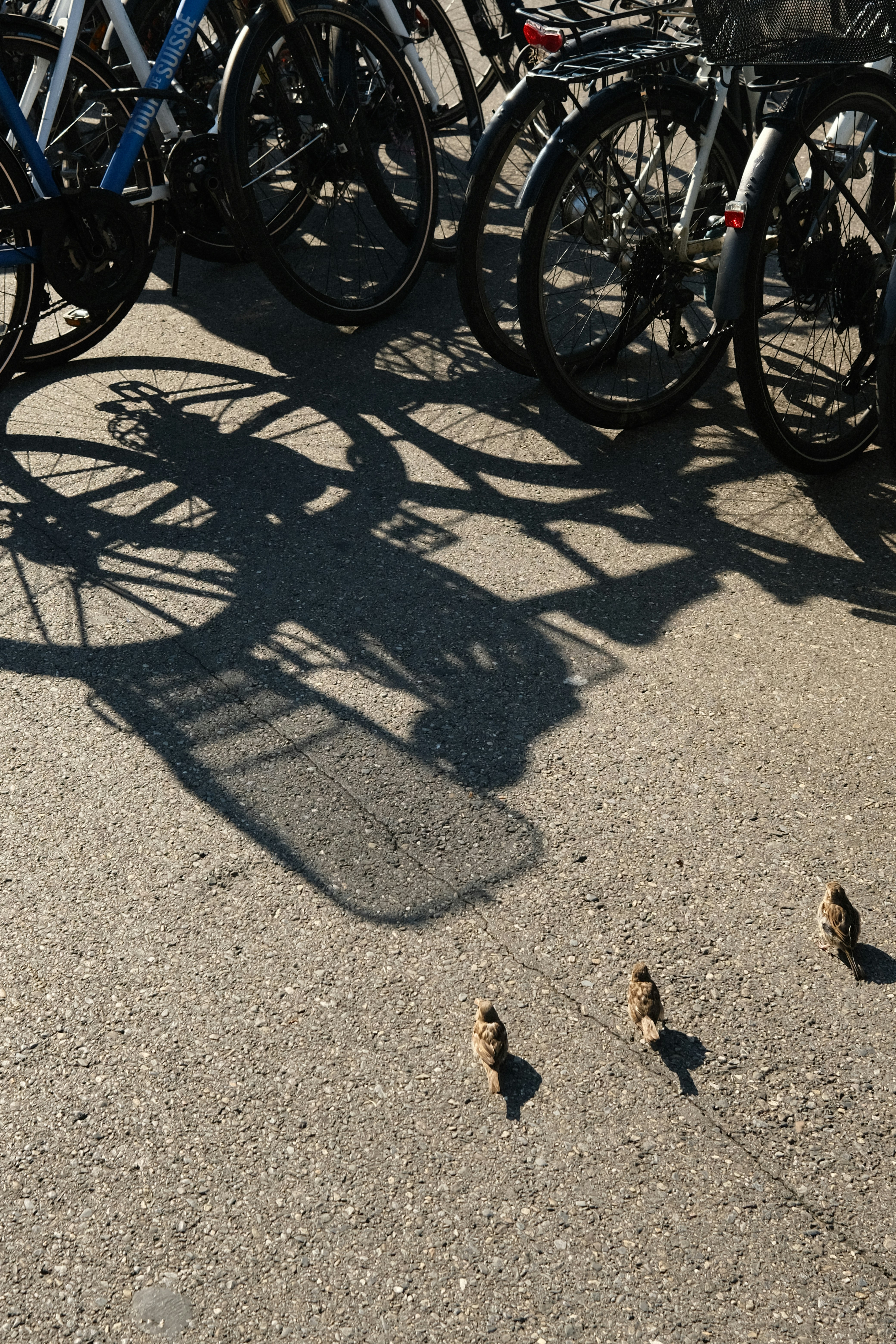Sunlit Shuffle: Sparrows Among Bicycle Shadows
