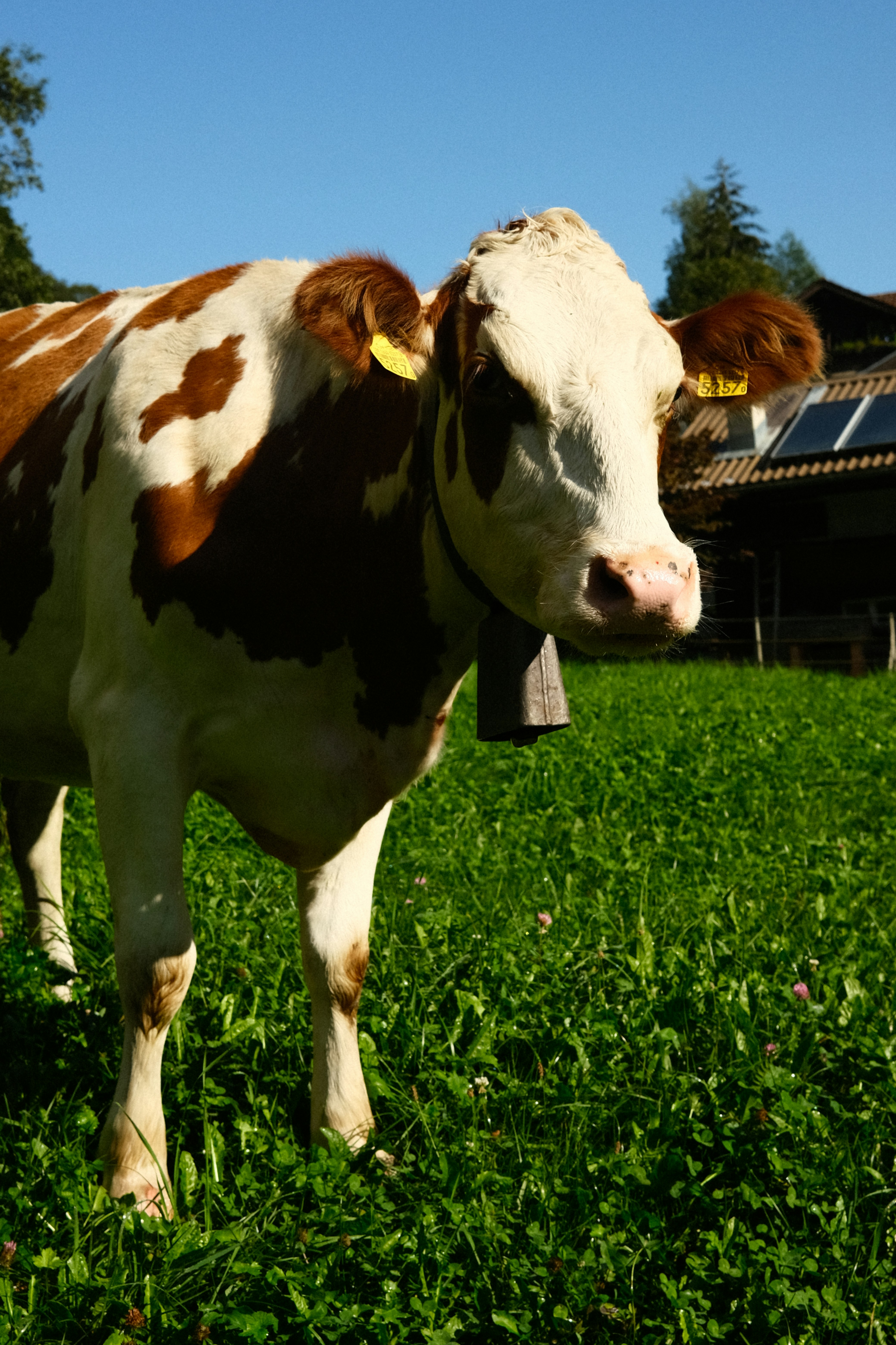 Sunlit Holstein Gaze Over a Lush Meadow