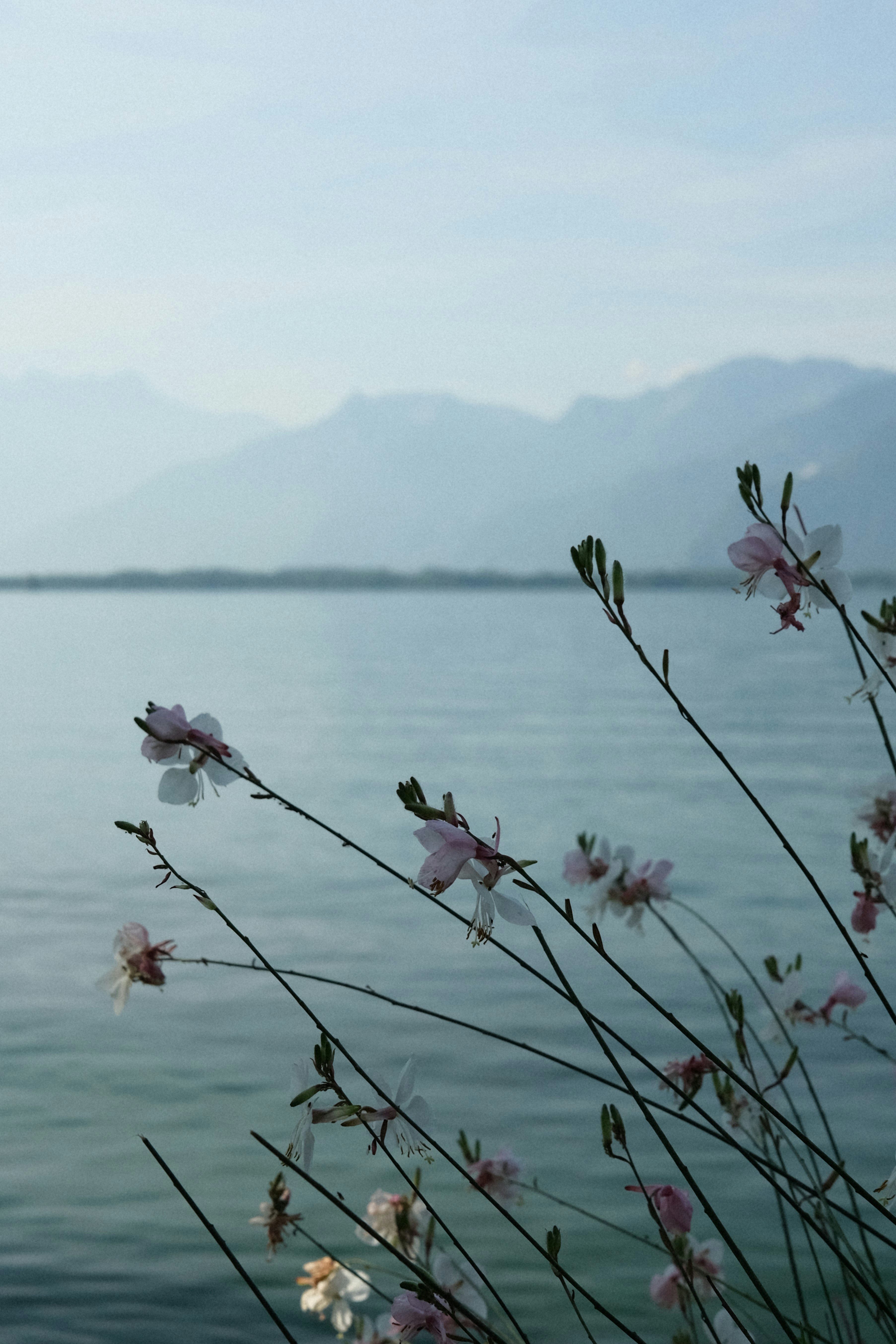Blossoms at the Quiet Lake Edge