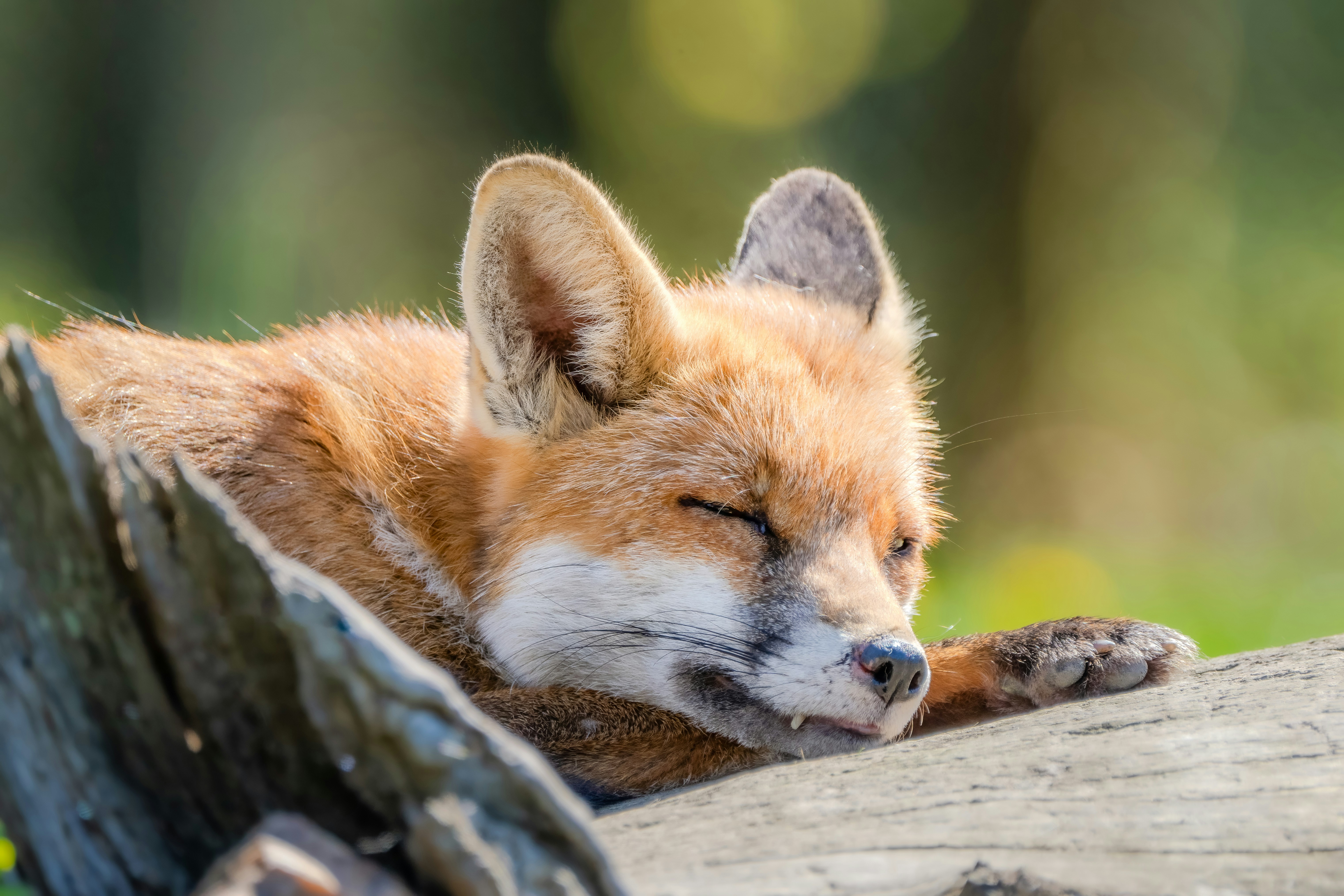 A red fox sleeping on a log in the woods photo – Free Frossay Image on ...