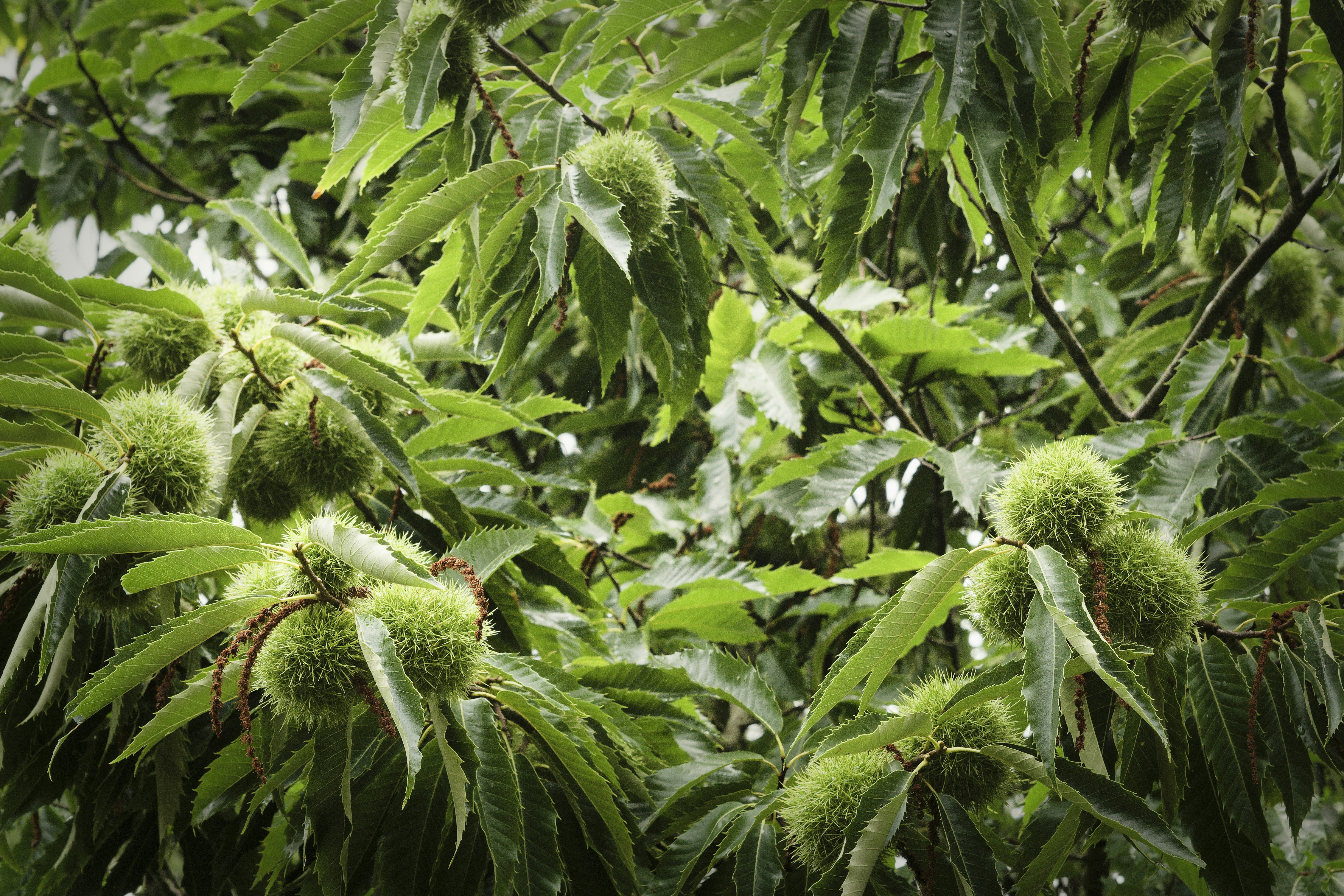 Emerald Spikes: Close-Up on Chestnut Burrs in Dense Foliage