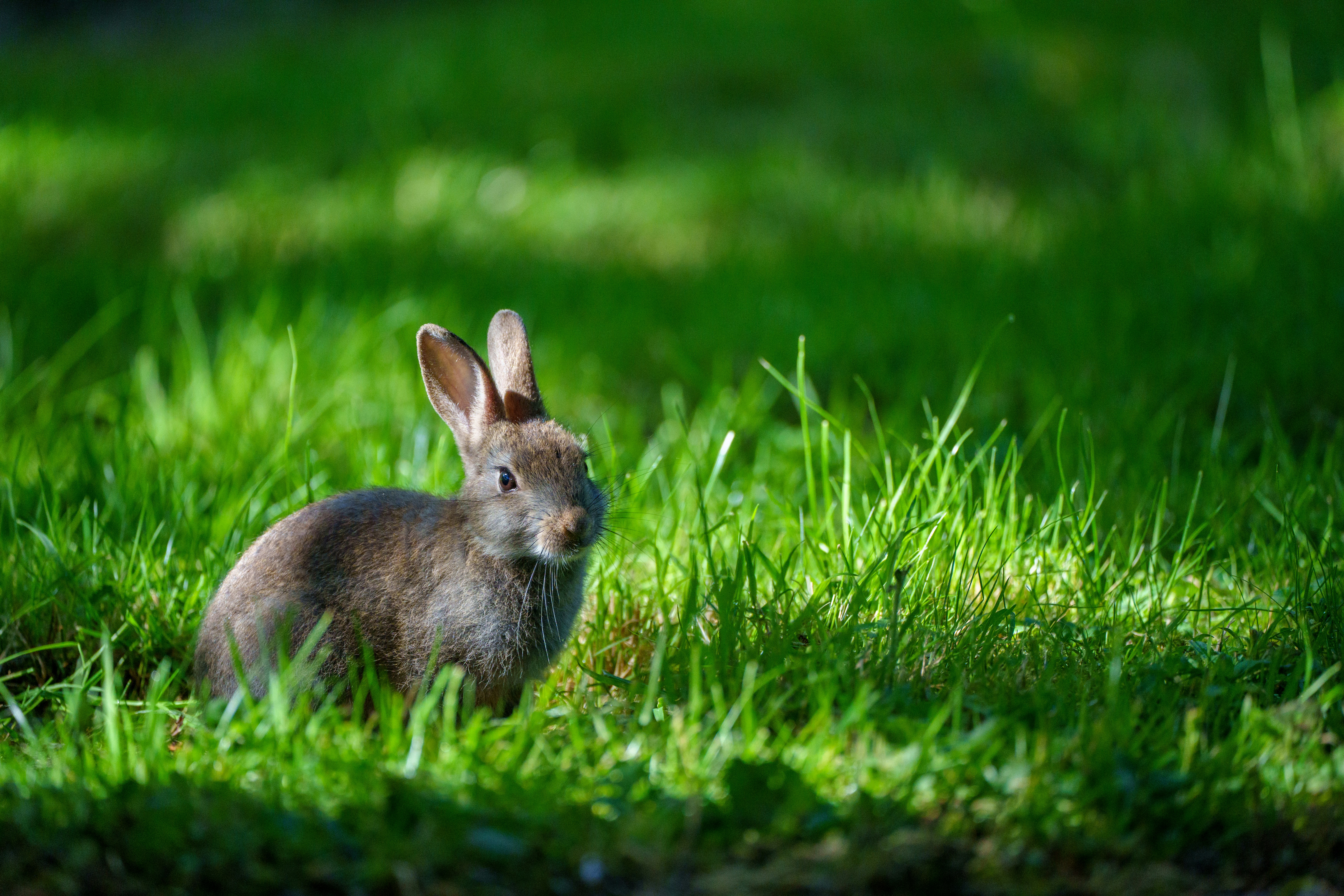 A small rabbit is sitting in the grass photo – Free Rabbit Image on ...