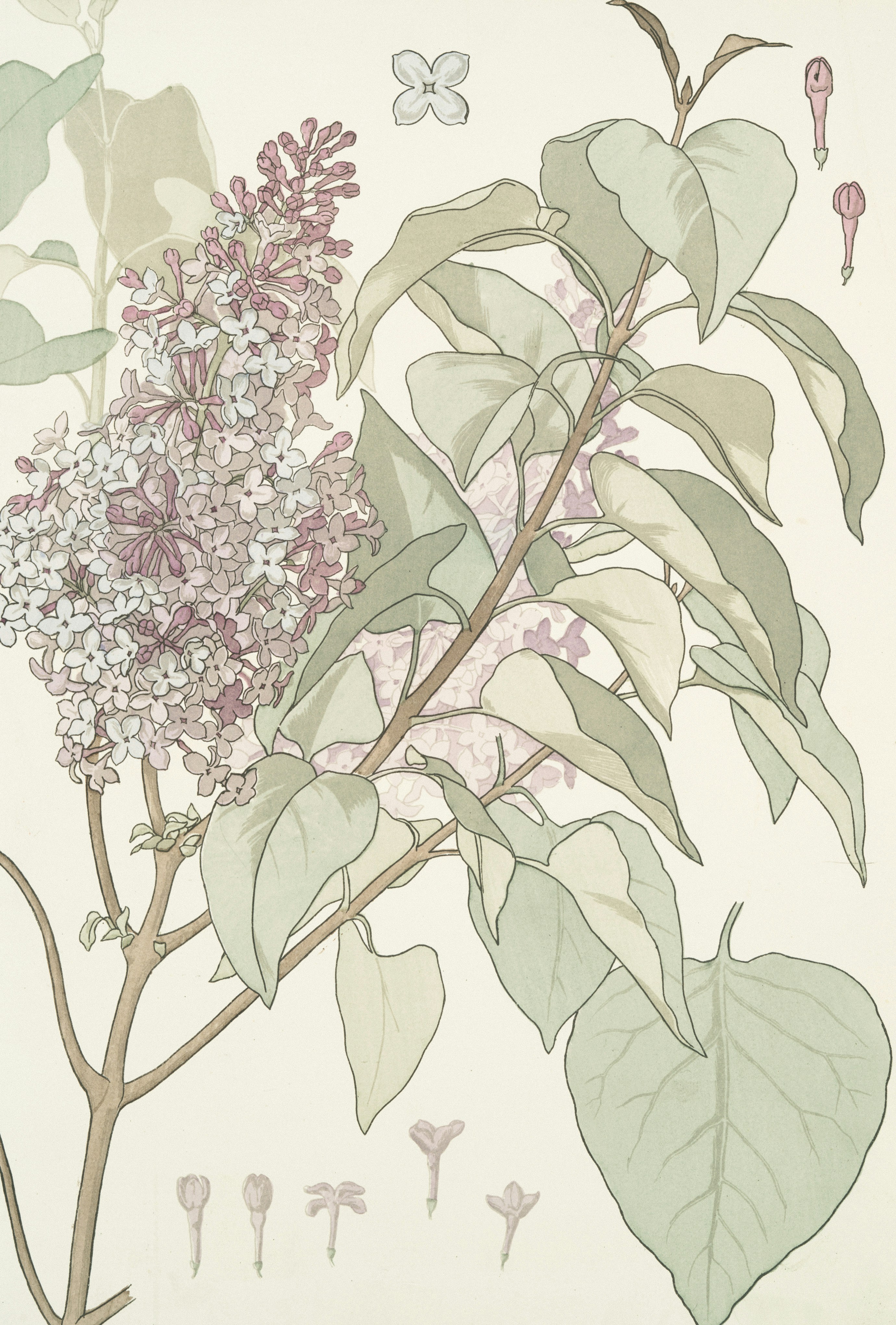 270+ Botany Pictures | Download Free Images on Unsplash