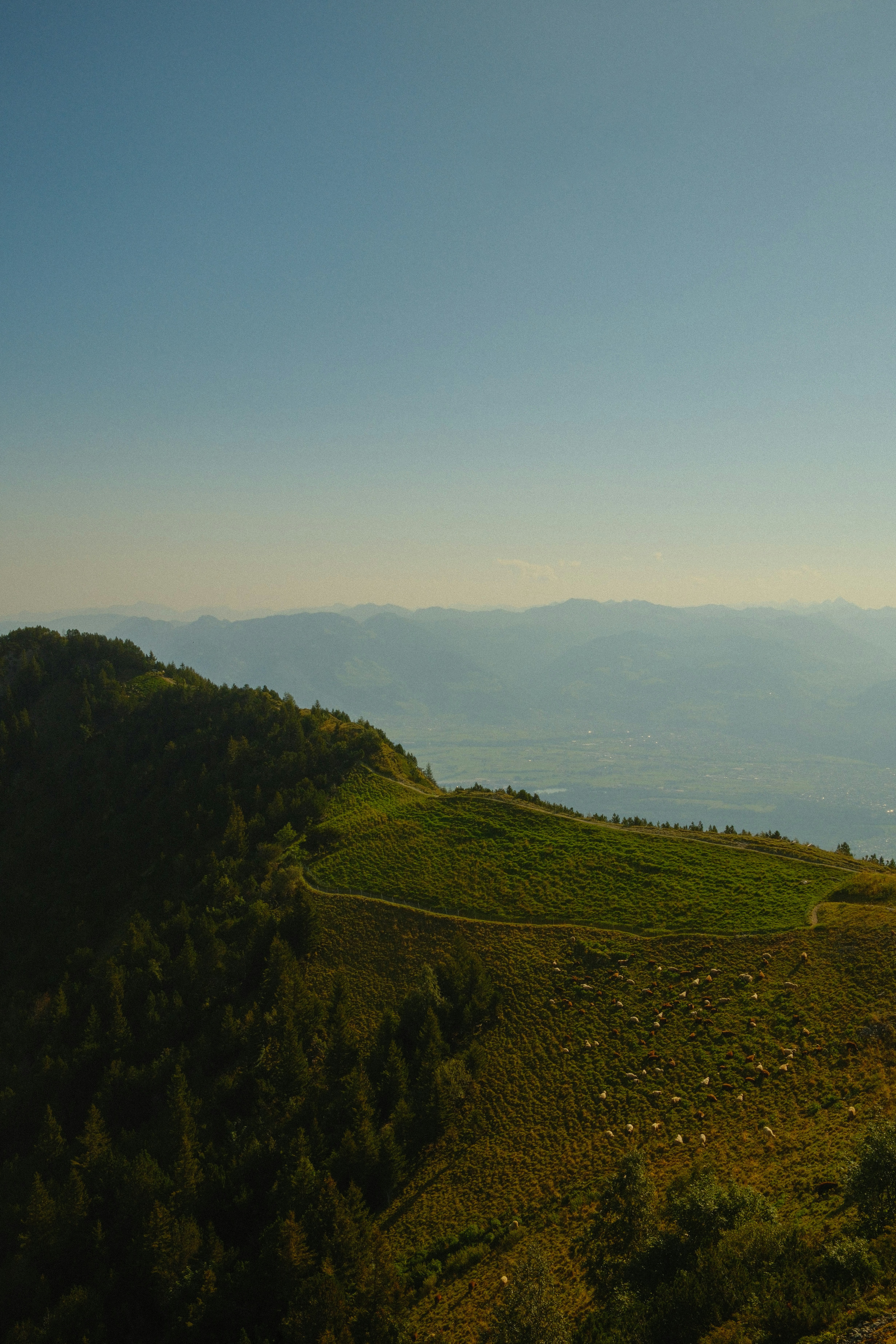 A scenic view of a hill with trees and mountains in the background ...
