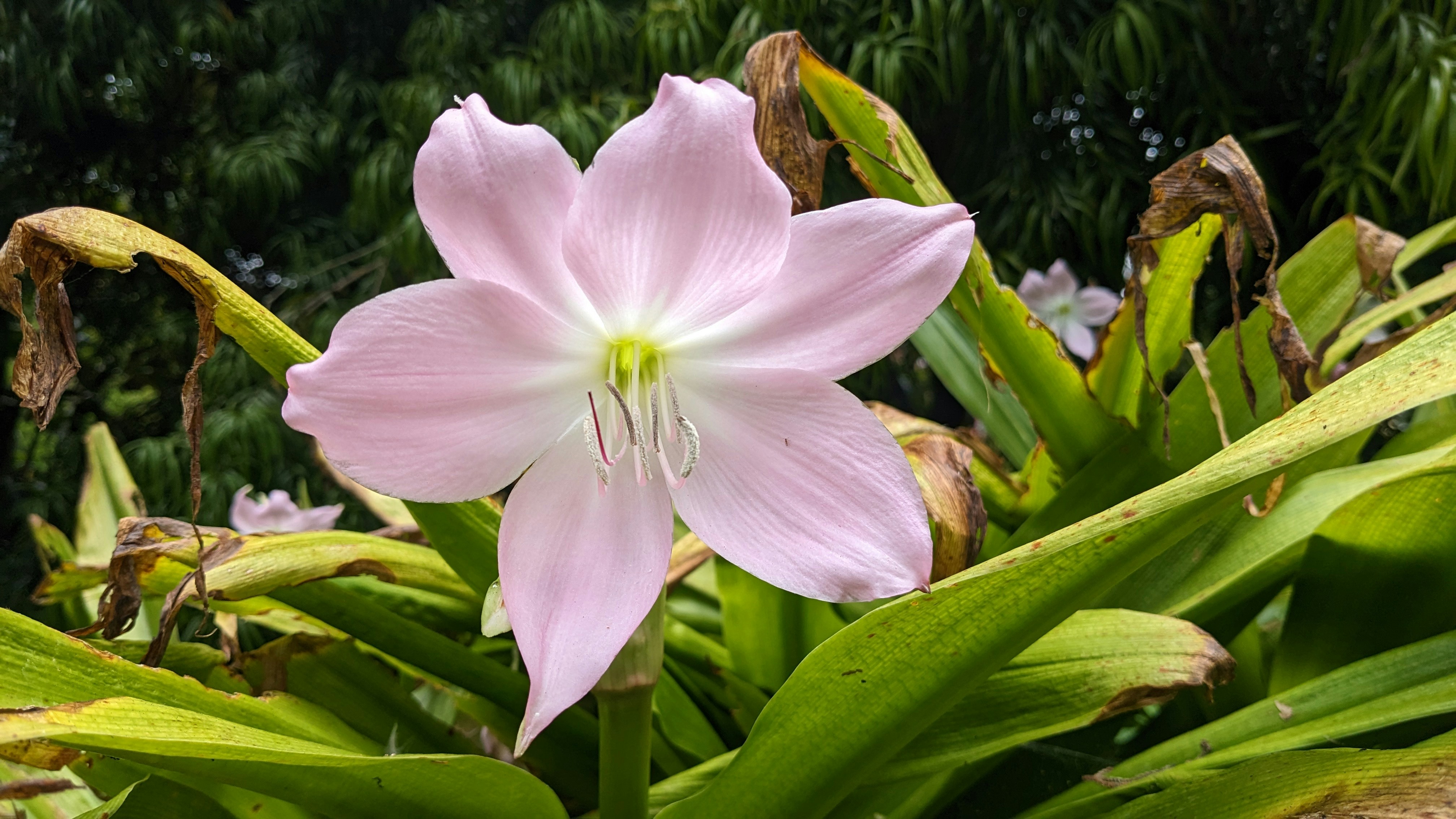 A pink flower is blooming in a garden