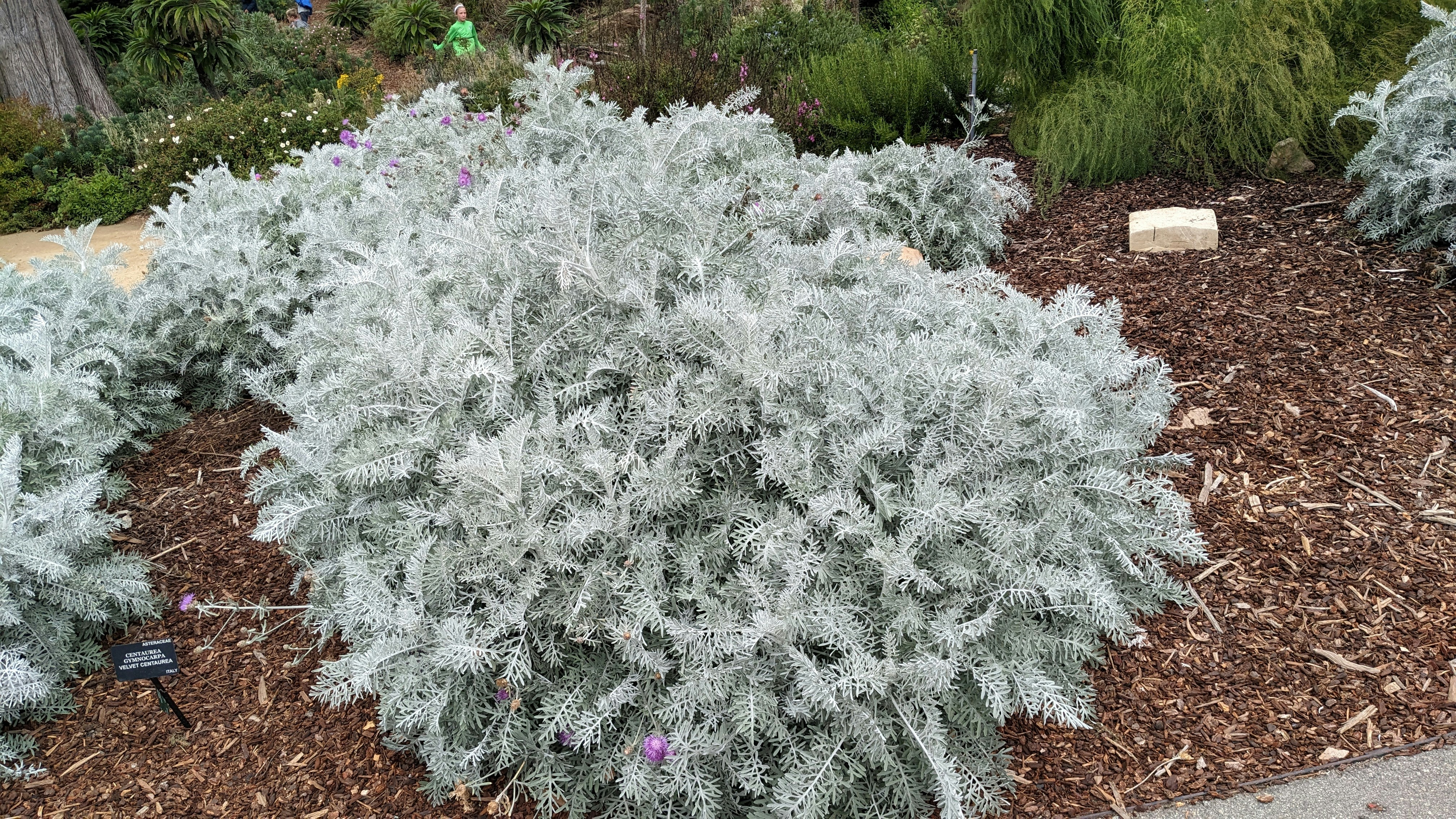 Silvery Cushion Under Garden Light
