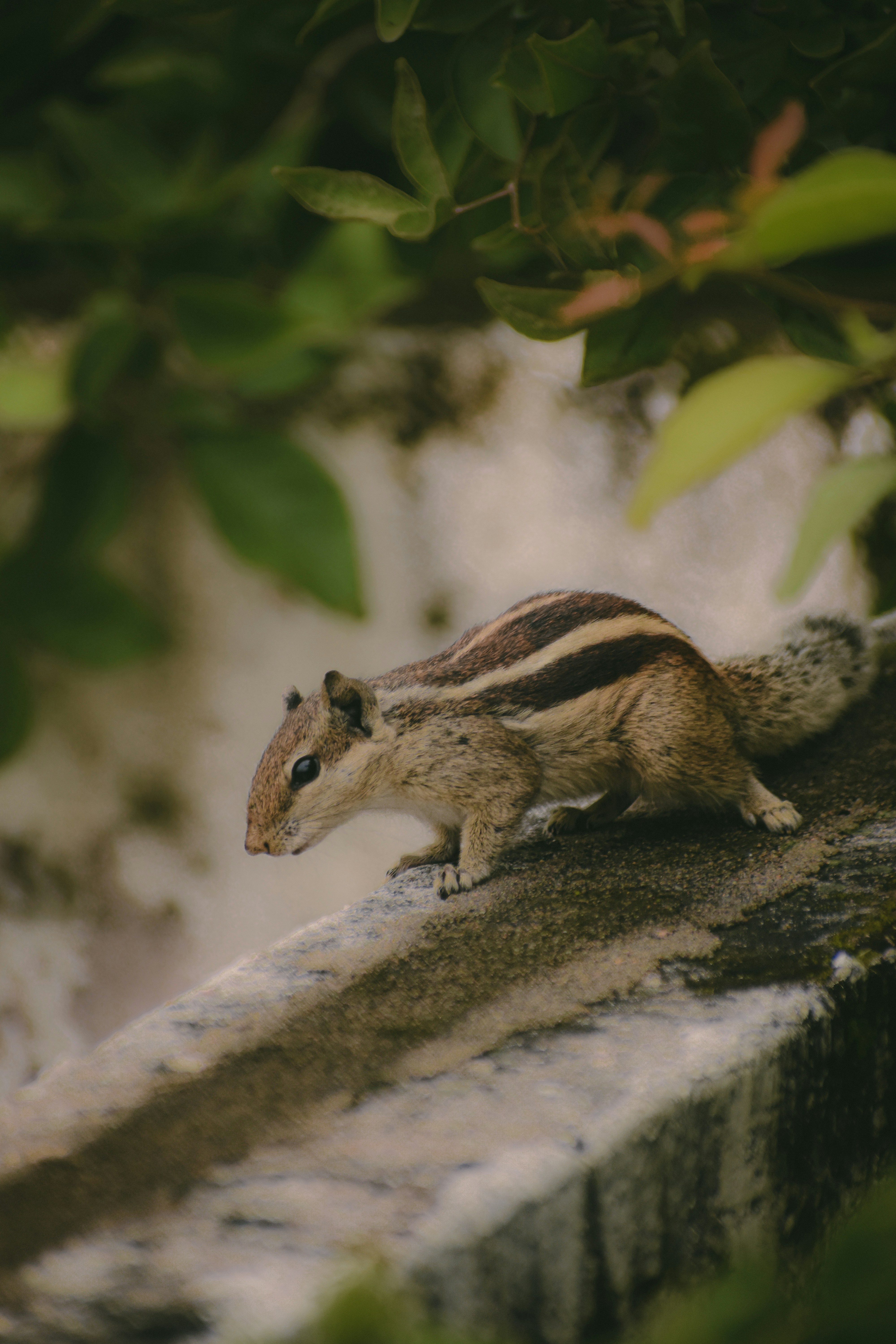 Edgewalker: A Squirrel Balancing on a Mossy Concrete Ledge