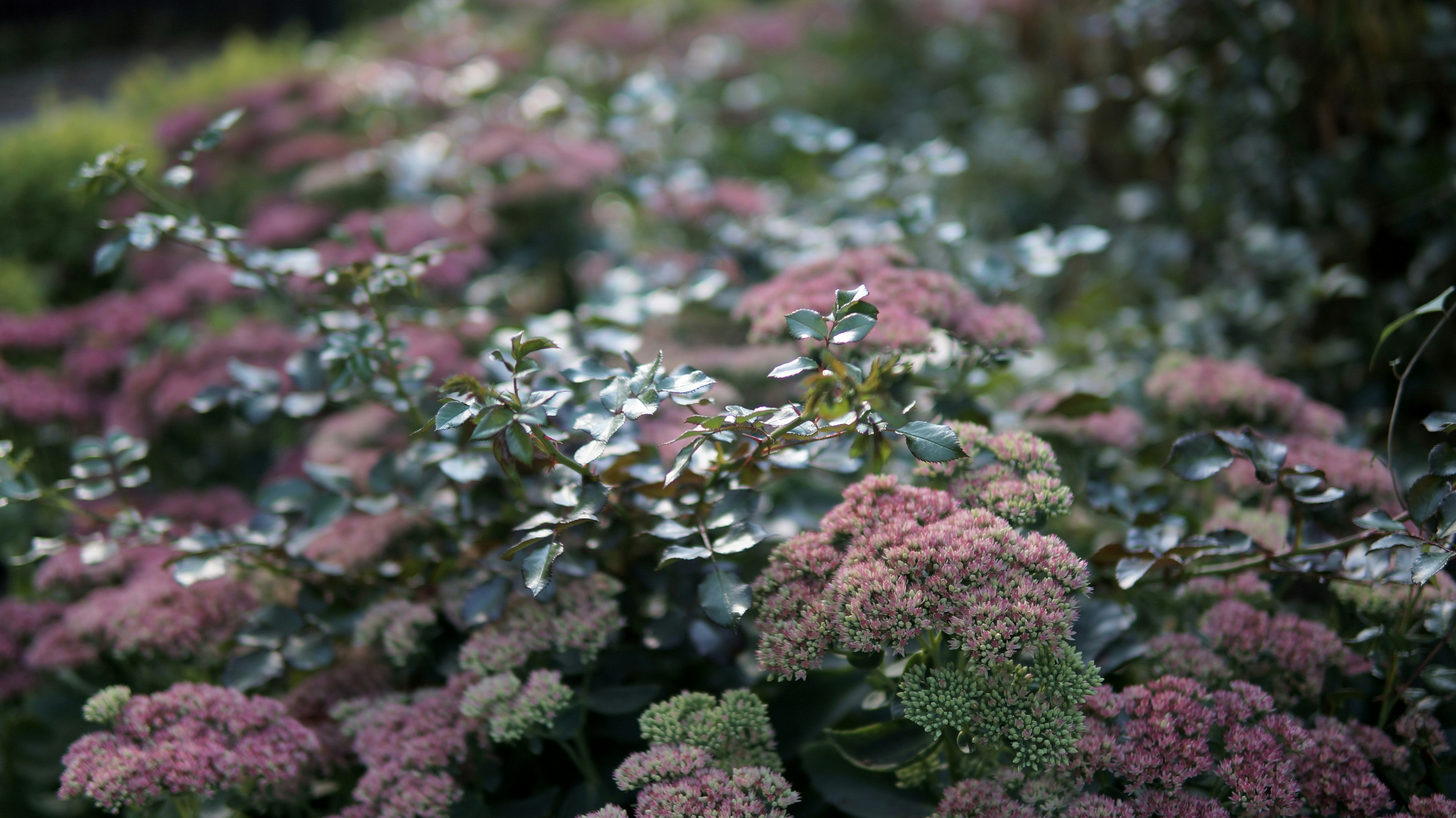 Pink Hydrangea Clouds in a Velvet Garden Border