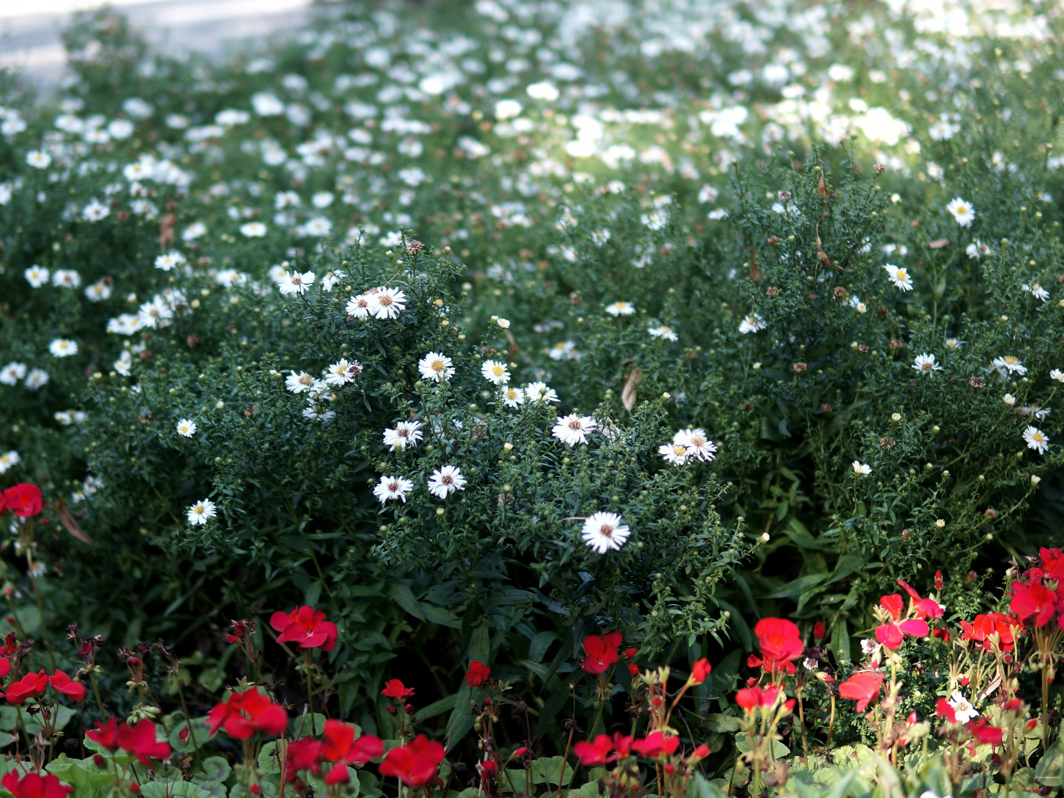 Border Bloom Chorus: White Daisies Over a Ribbon of Red Garden Blooms