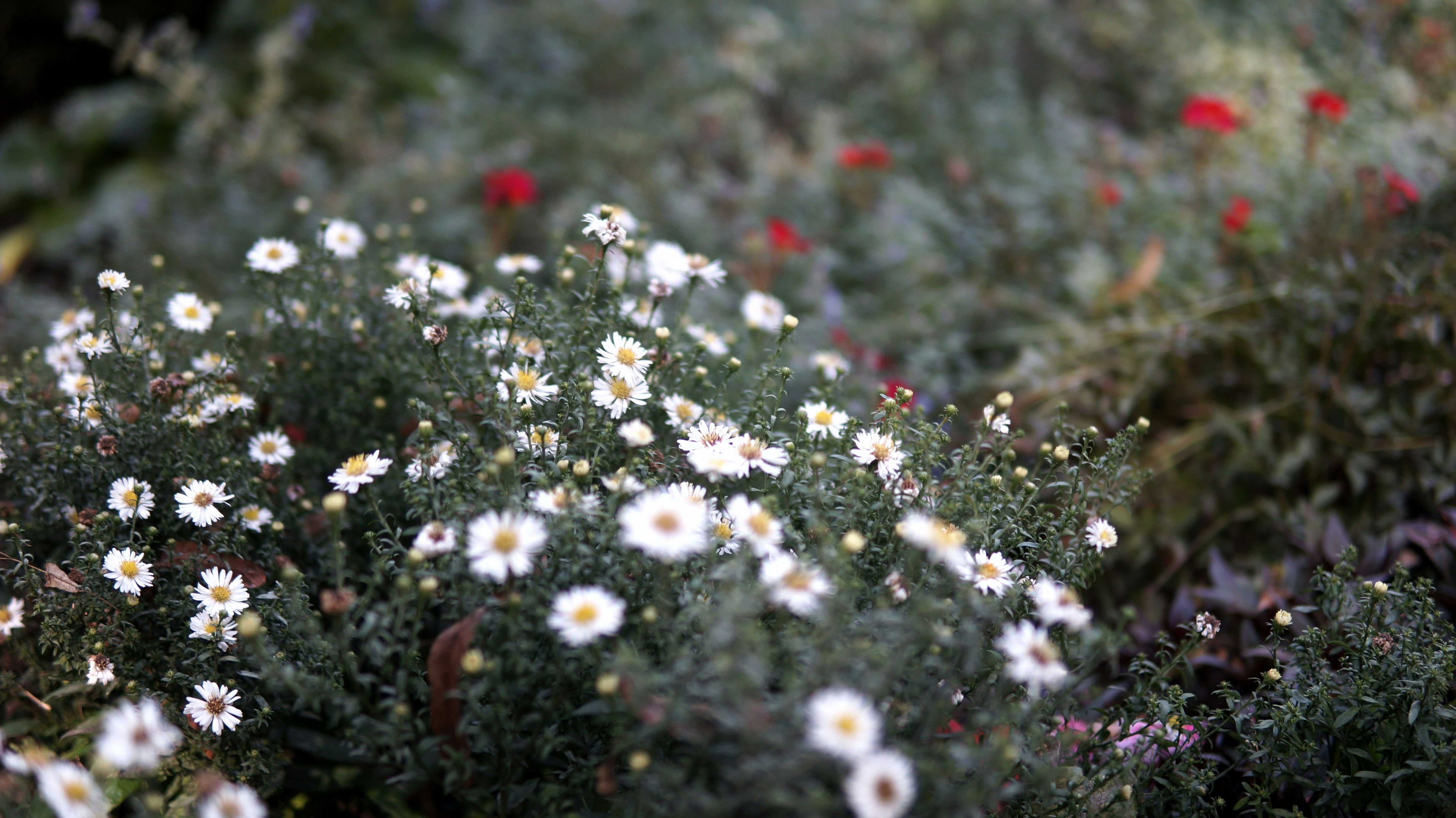 Daisy Chorus in Soft Focus: A Quiet Garden Bed with White Petals and Yellow Centers