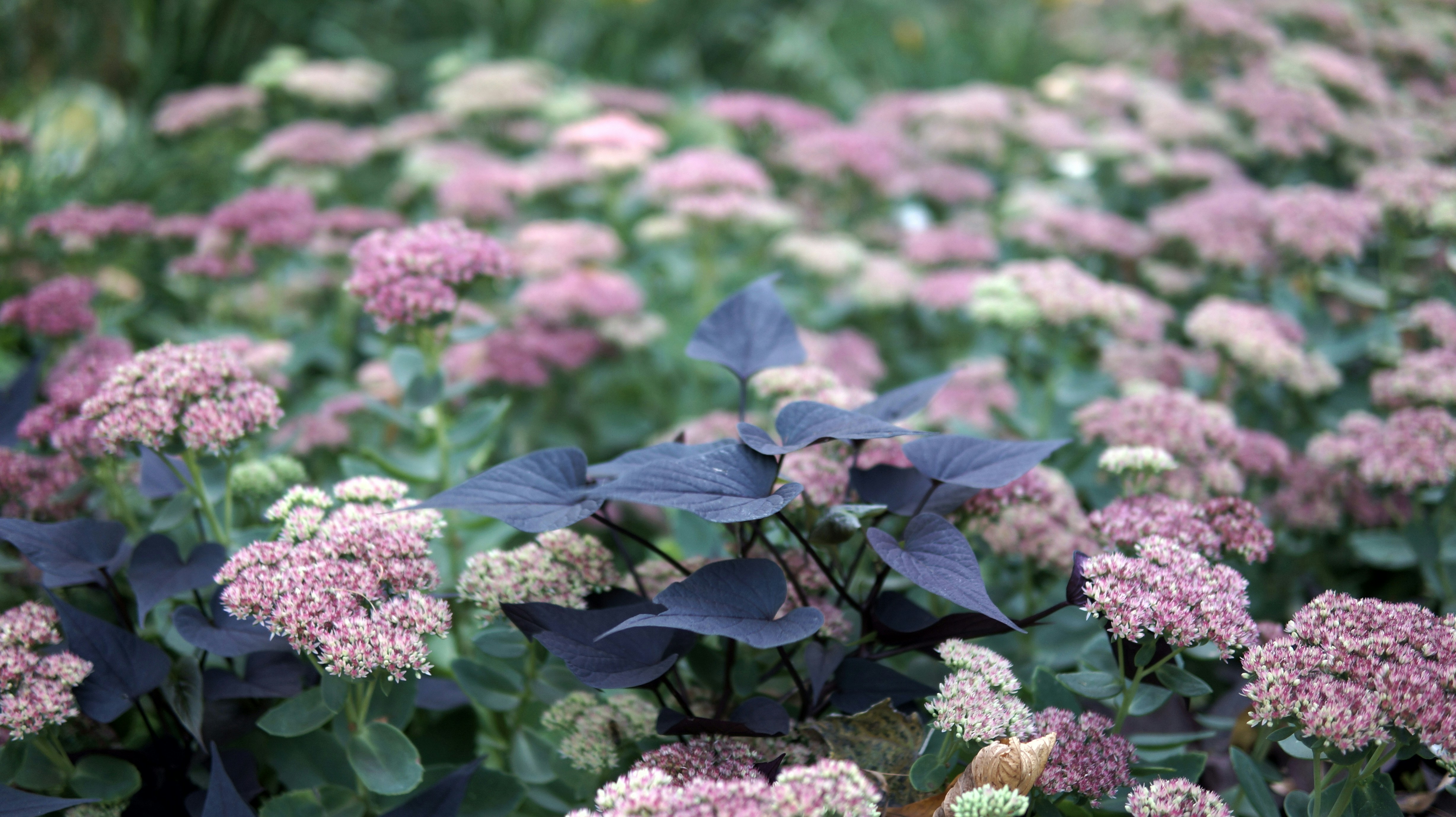 Deep Violet Foliage Framing Blush Hydrangea Clusters