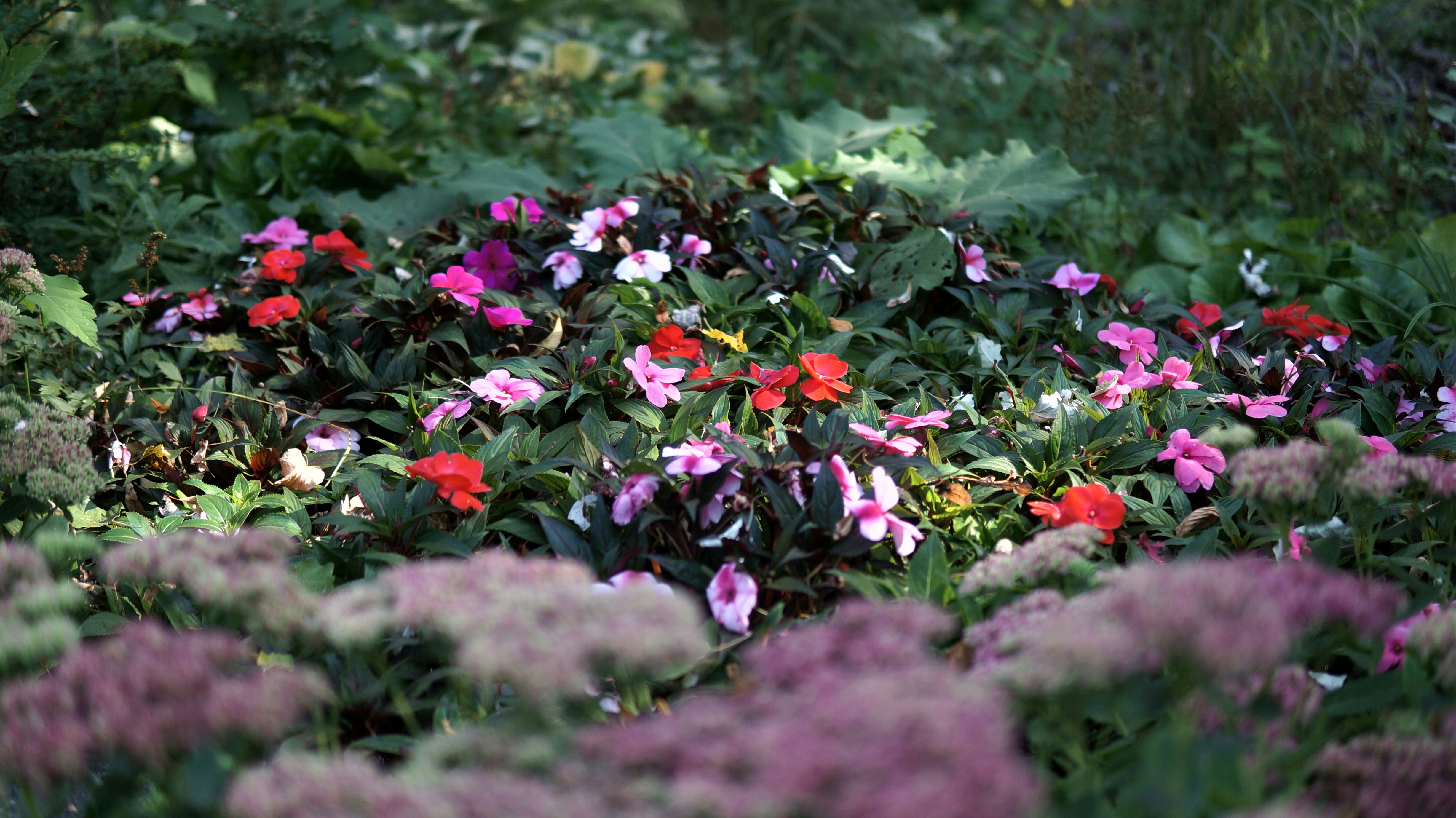 Bloom Carpet in Dappled Shade: A Burst of Impatiens