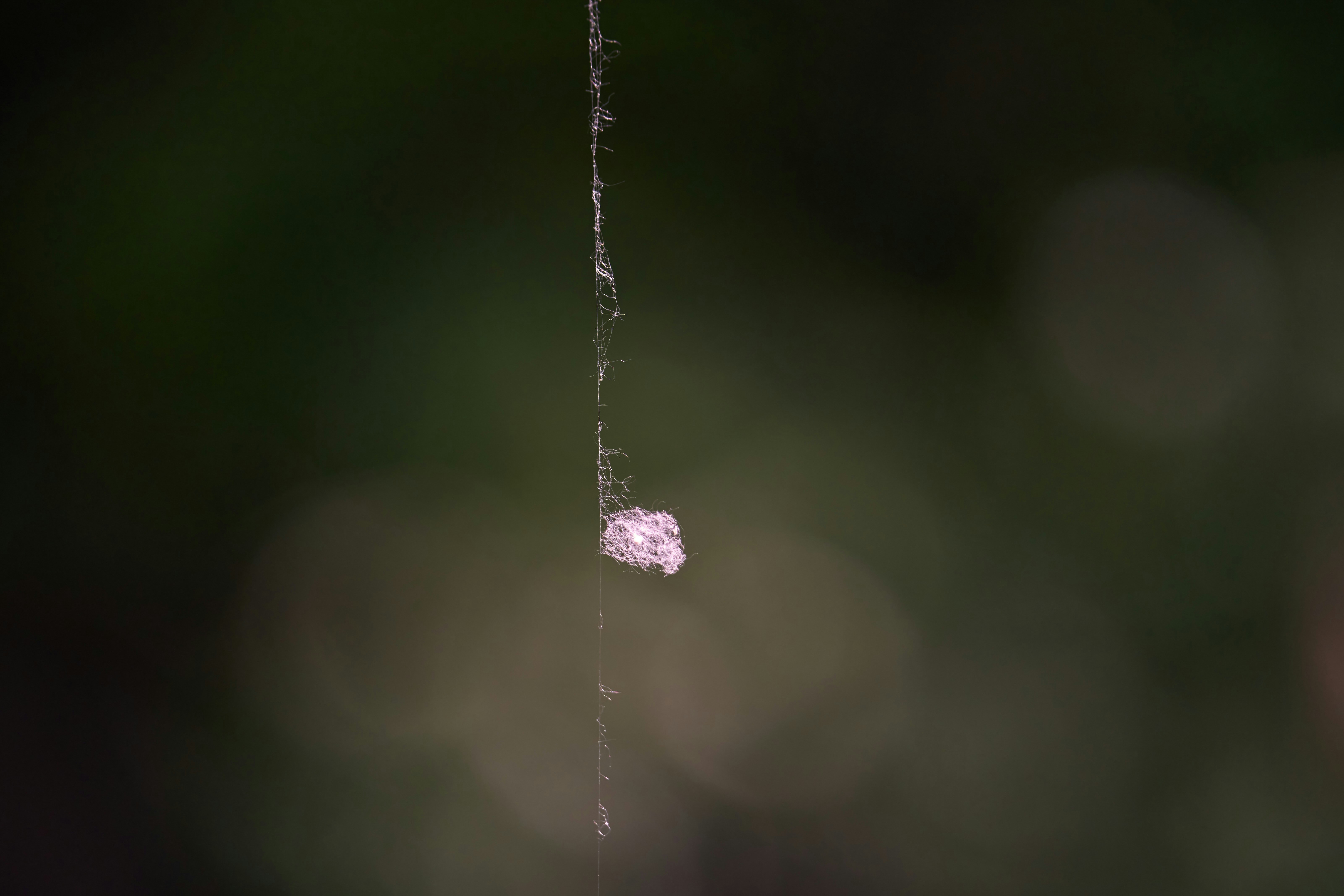 Pink Speck on a Sunlit Thread