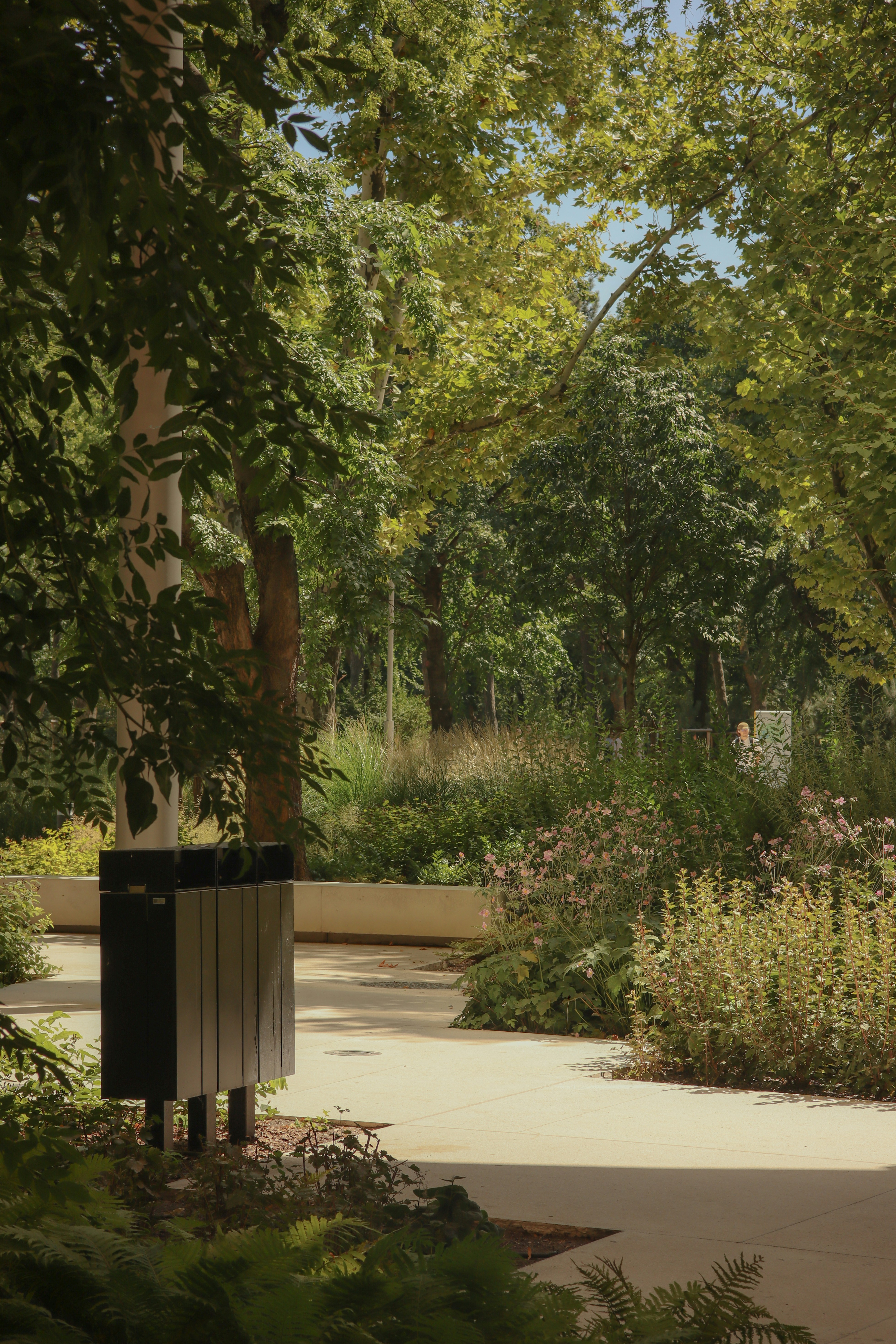 Sunlit Path Through a Quiet City Park