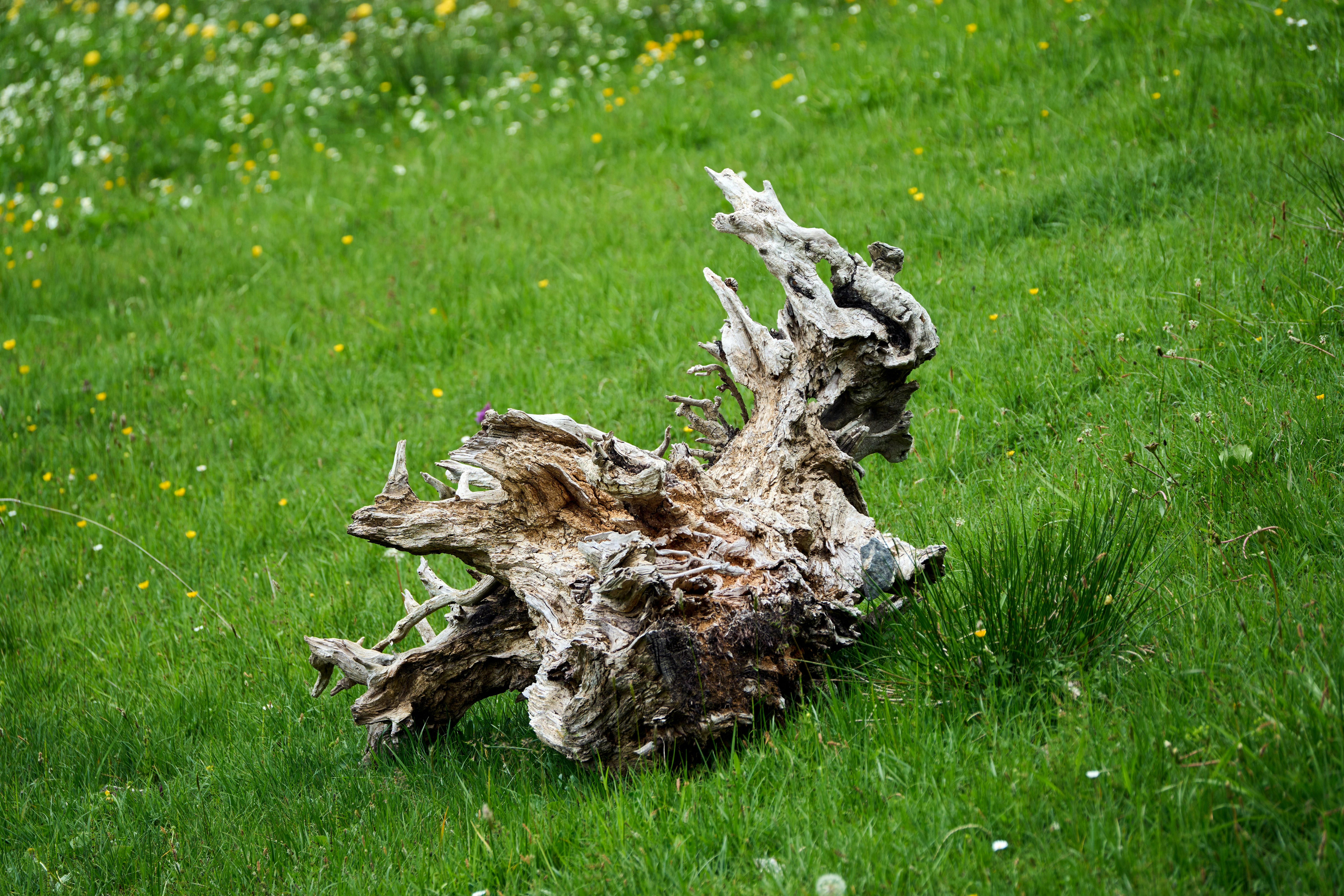 Weathered Driftwood Sentinel in a Meadow