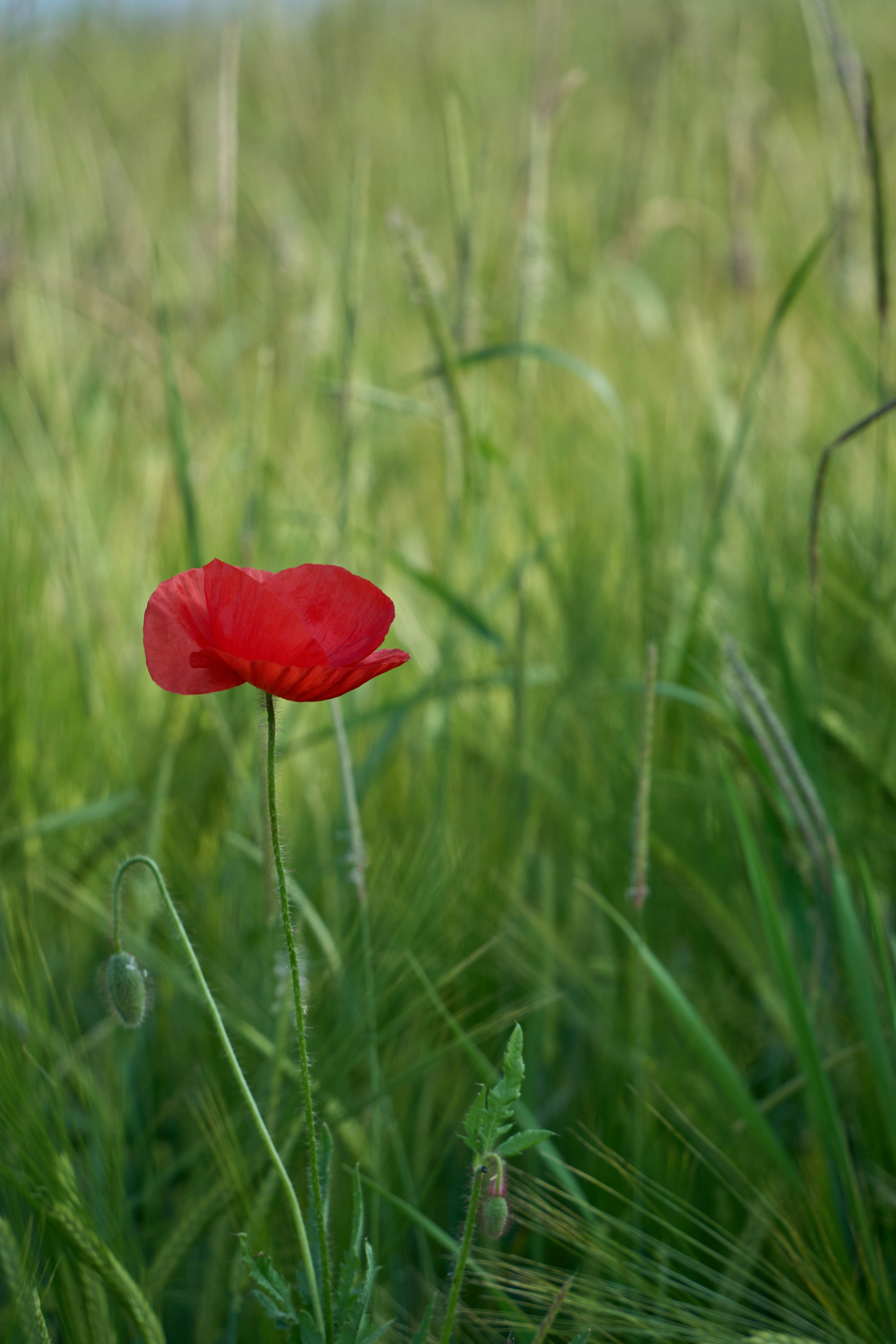 A single red flower in a grassy field photo – Free Blossom Image on ...
