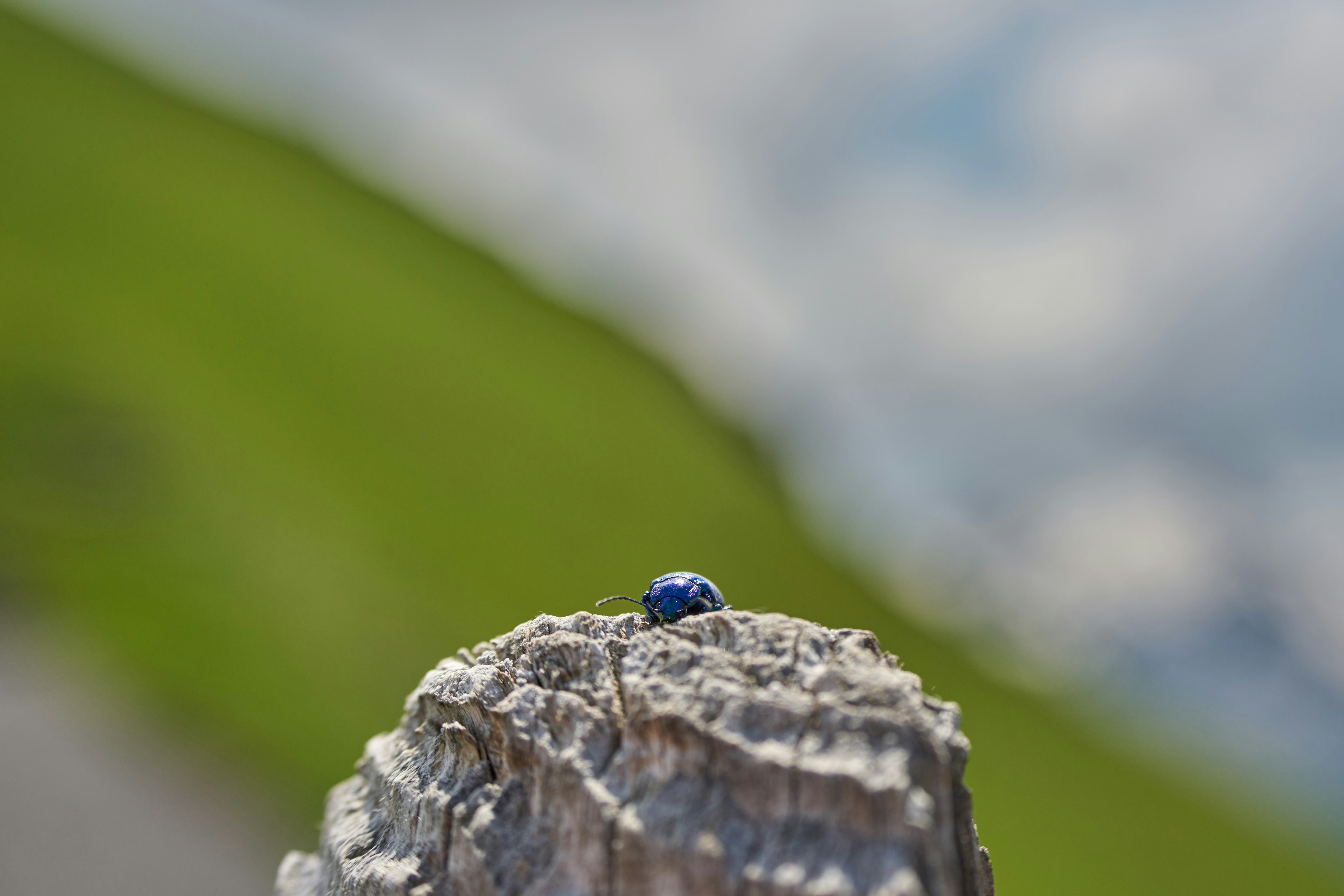 Photo by Wolfgang Hasselmann with Sony Alpha 7 IV