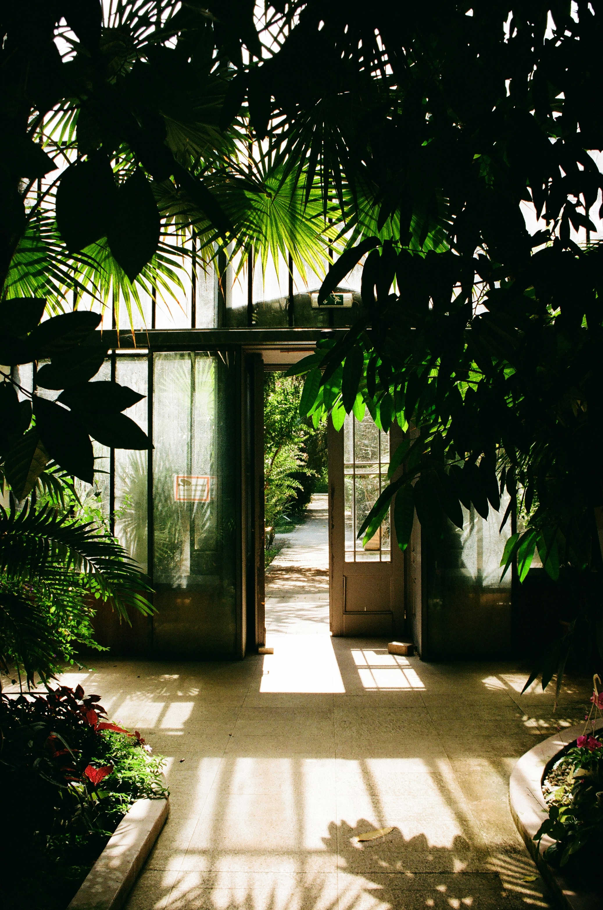 Plants at the ELTE Botanical Garden in late summer 2024. The photo was taken with a Canon EOS 500n using Kodak Gold 200 film.