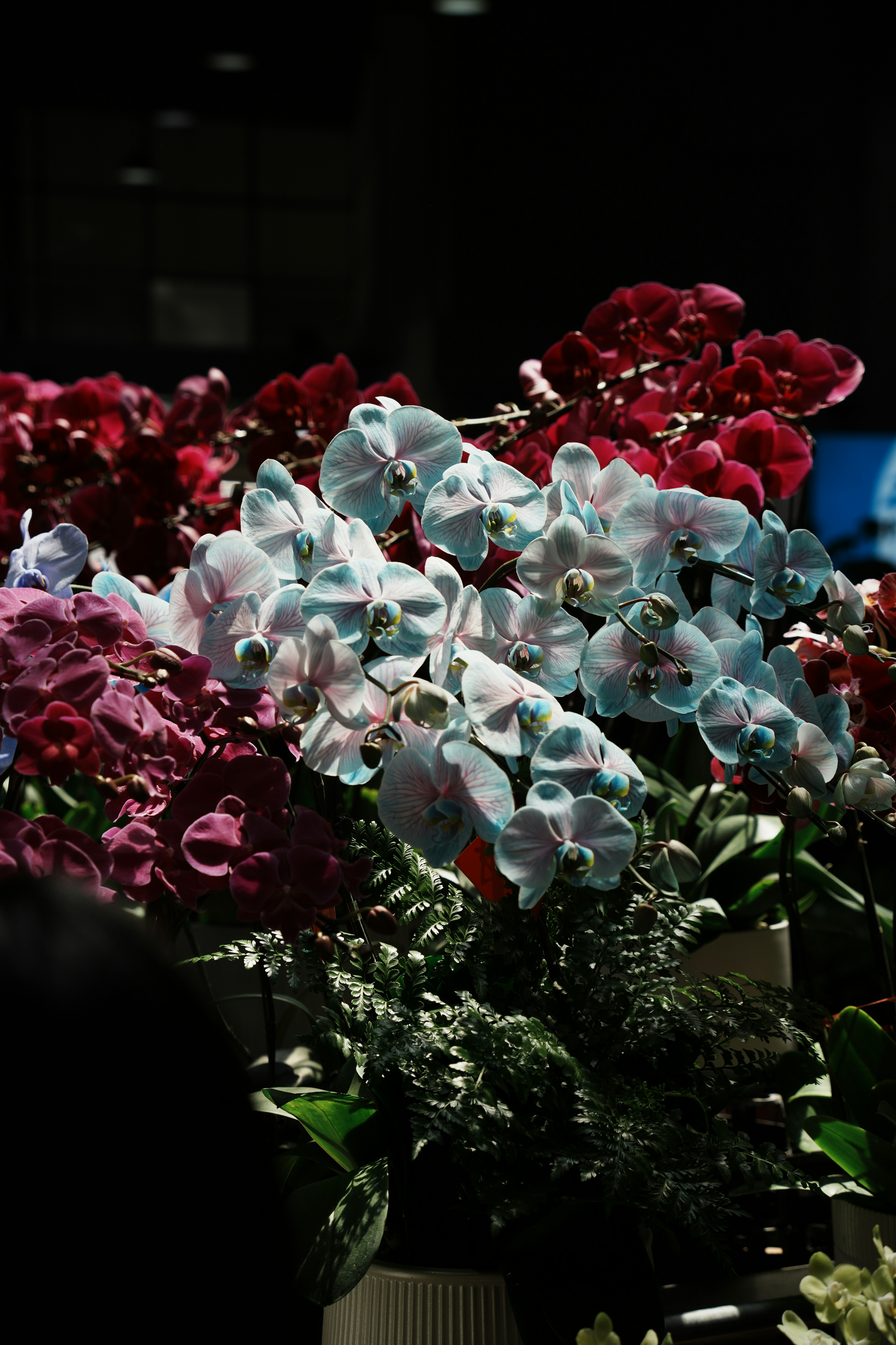 Azure Orchid Ensemble Under Velvet Spotlight
