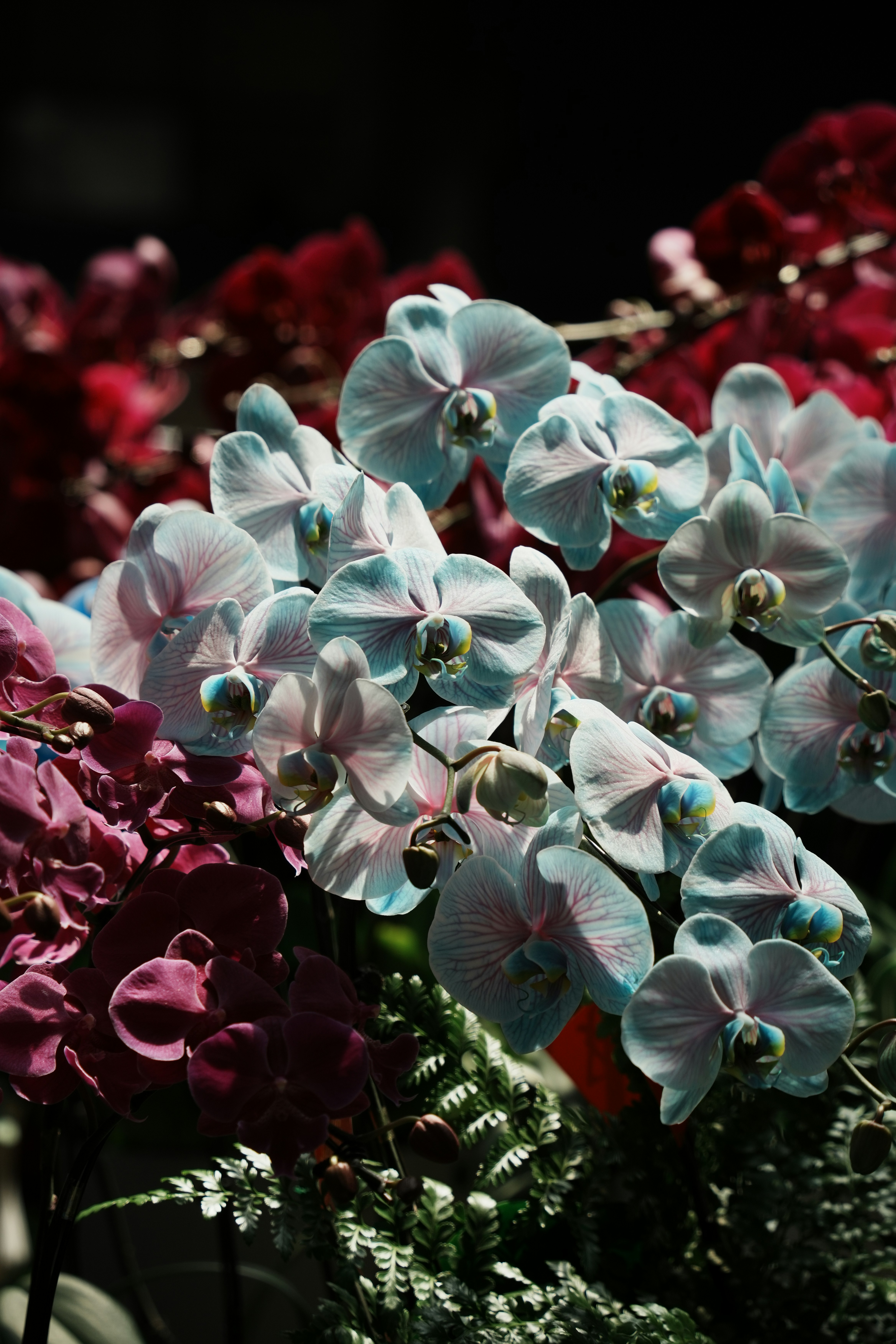 Azure Cascade of Phalaenopsis in High-Contrast Light