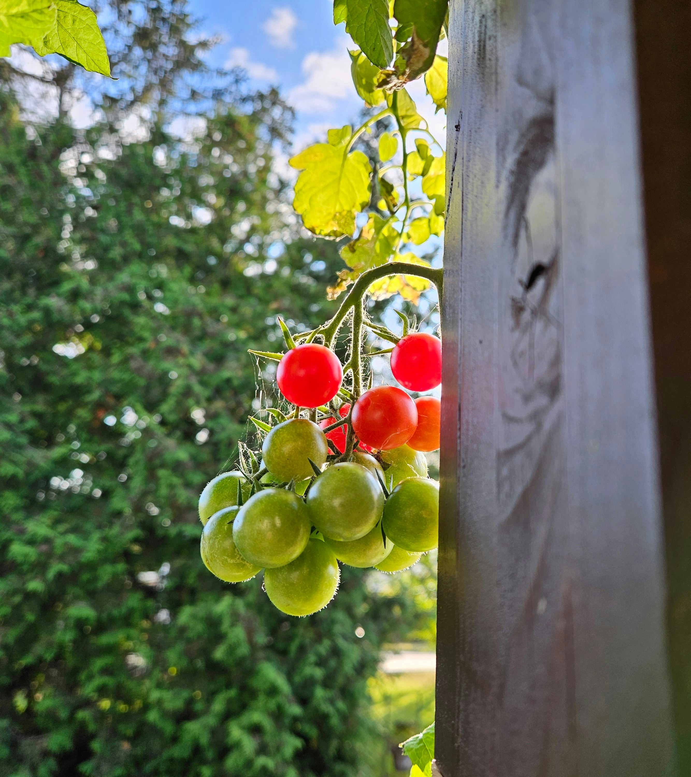 Cluster of green and red cherry tomatoes on a vine beside a weathered wooden post, with a softly blurred garden background.