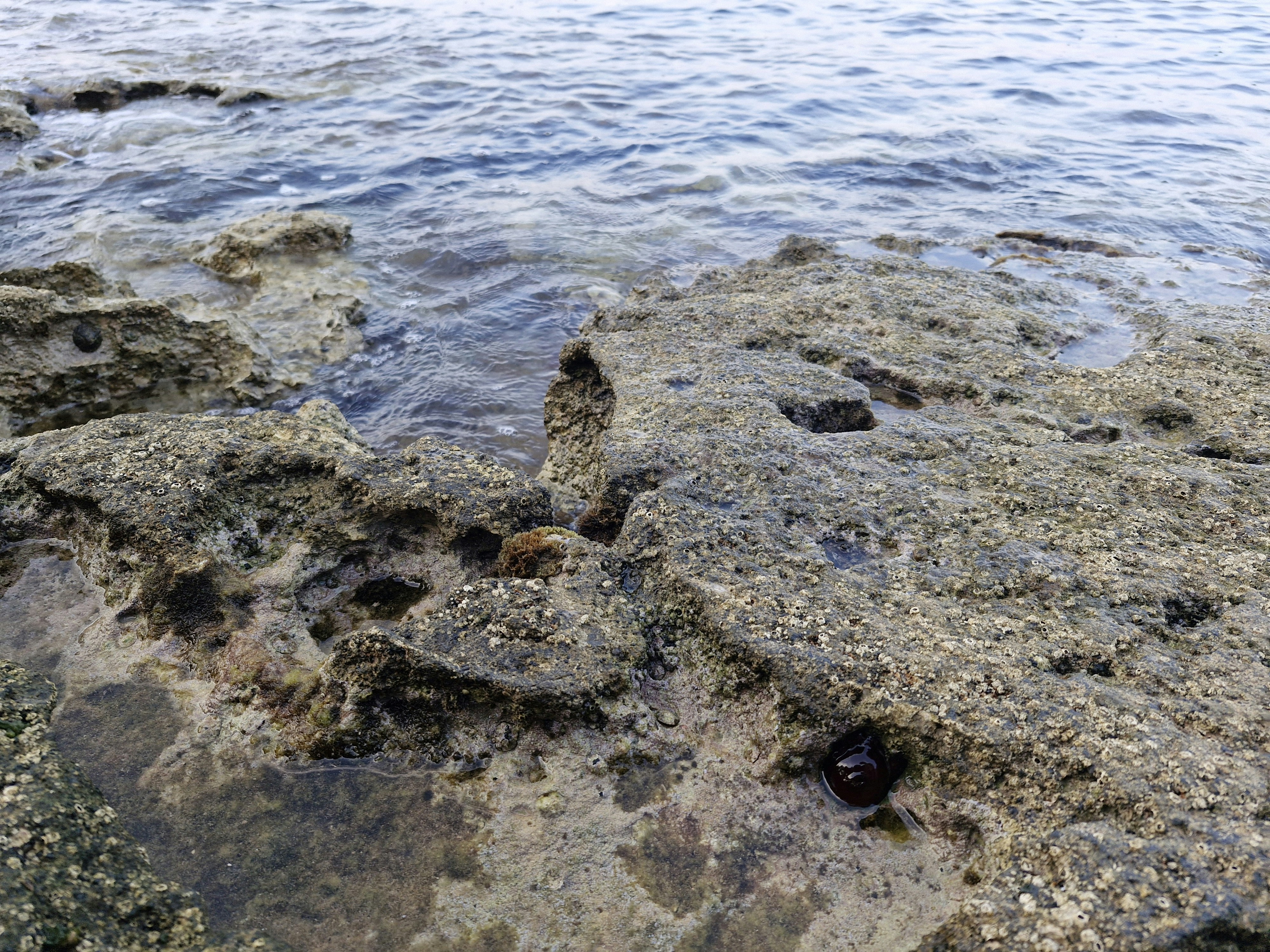 Rugged, pitted rock coastline meets shallow water at the edge. A small dark shell rests in a crevice, providing a subtle focal point amid the textured surface.