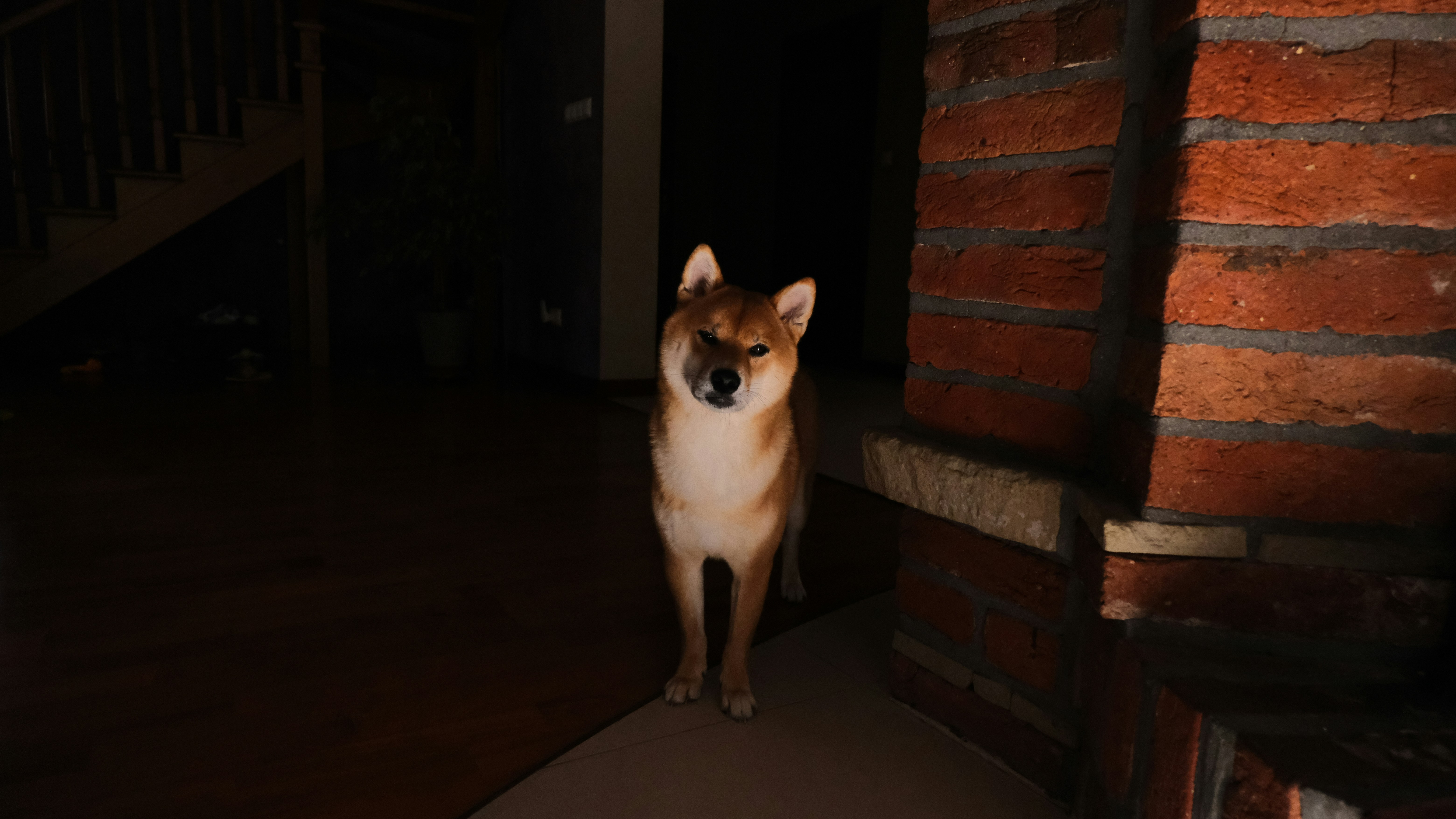 Threshold Light: A Shiba Inu at the Brick-Walled Interior Doorway