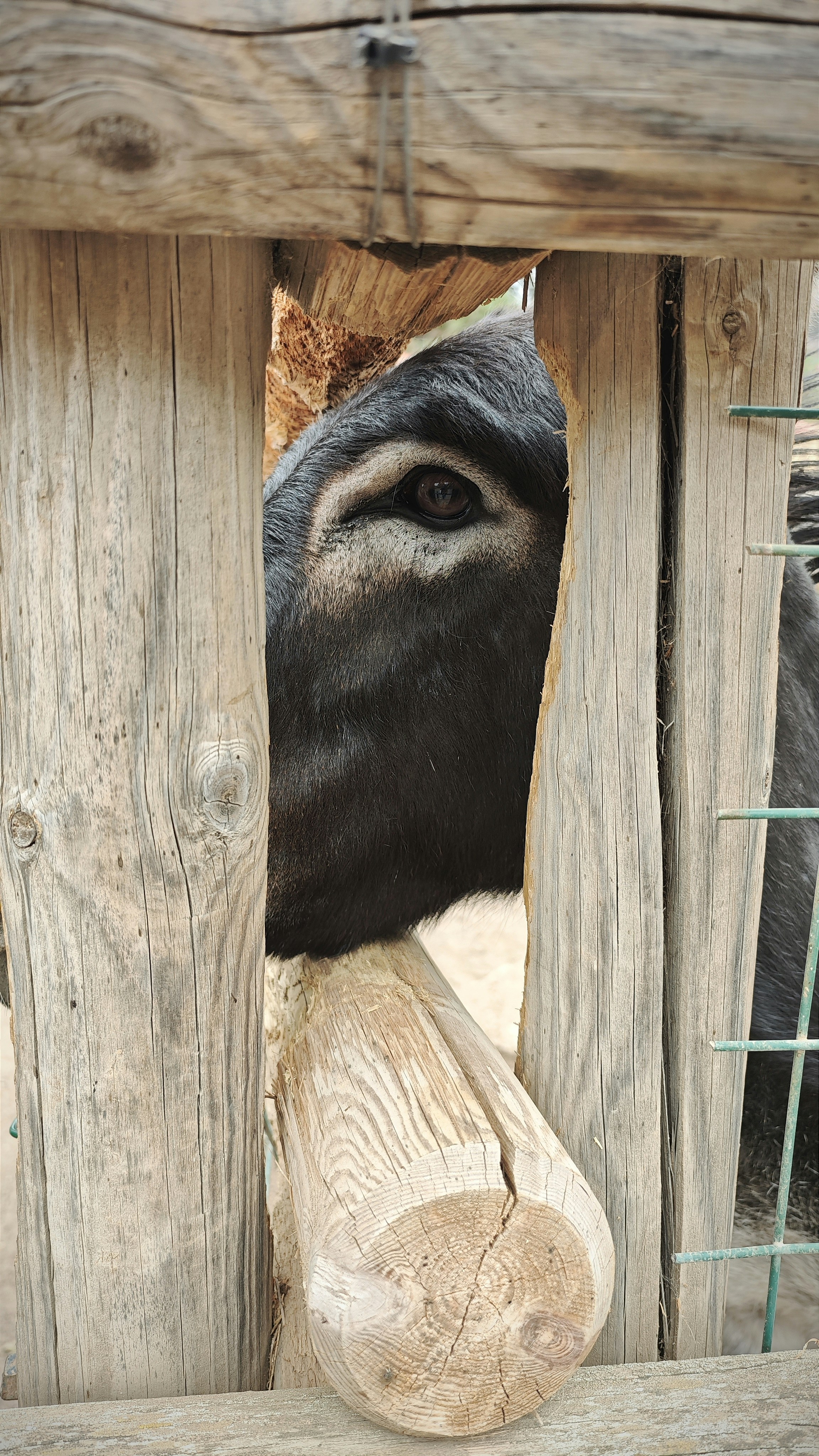 Photo by Nuria E Rodríguez with Xiaomi 14 Ultra