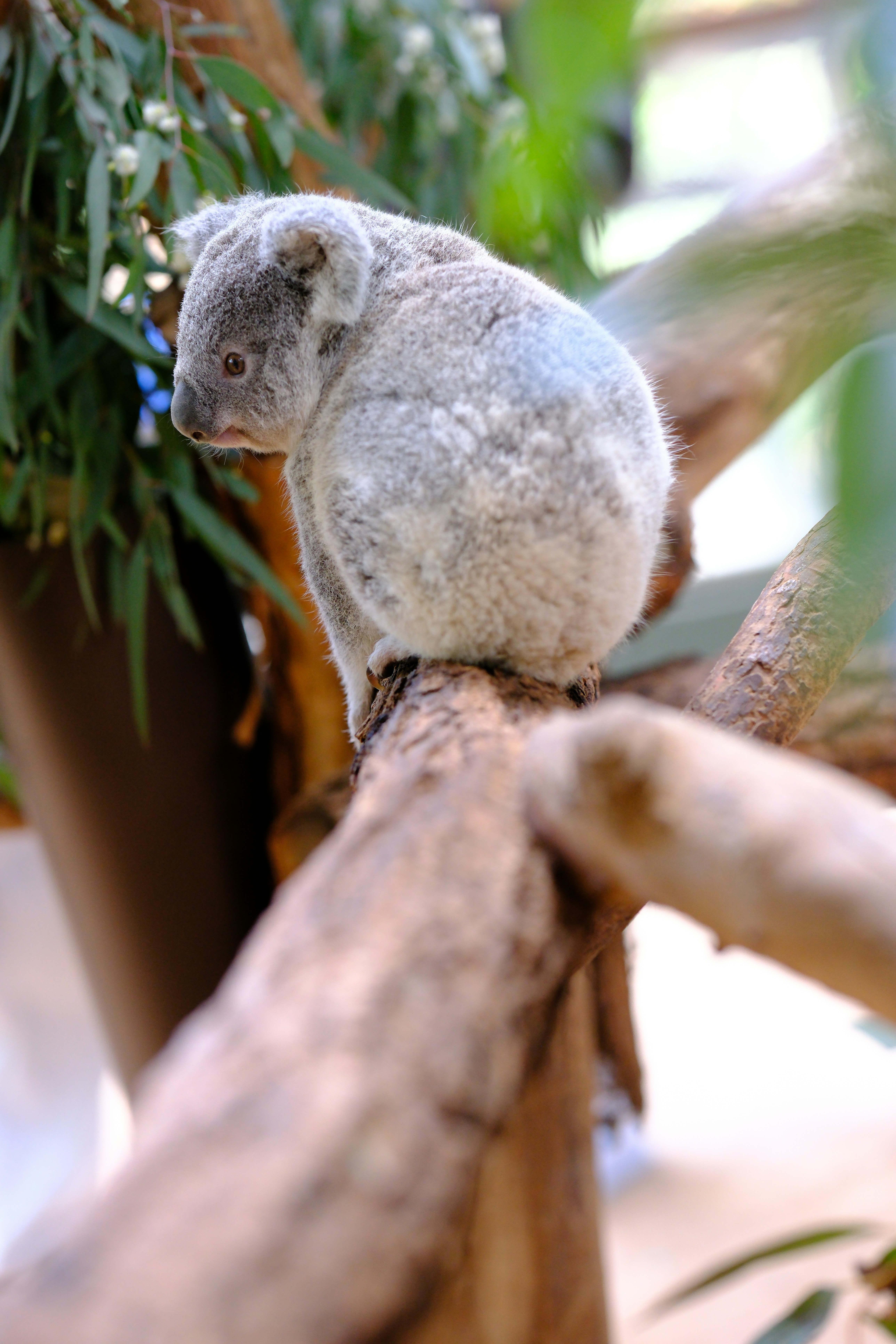 Koala on a sunlit branch: a quiet moment among the leaves