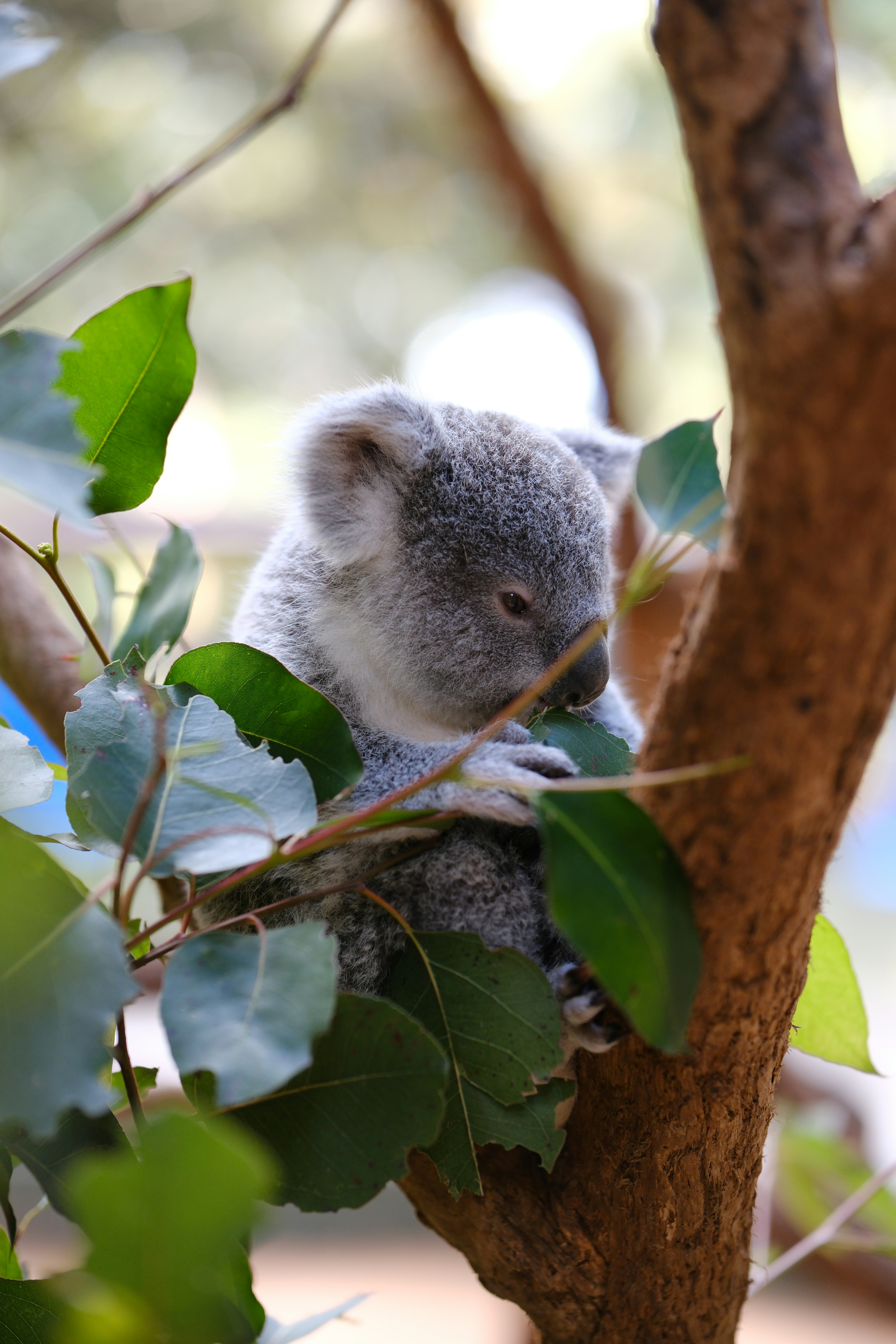 A Koala’s Quiet Pause Among Eucalyptus