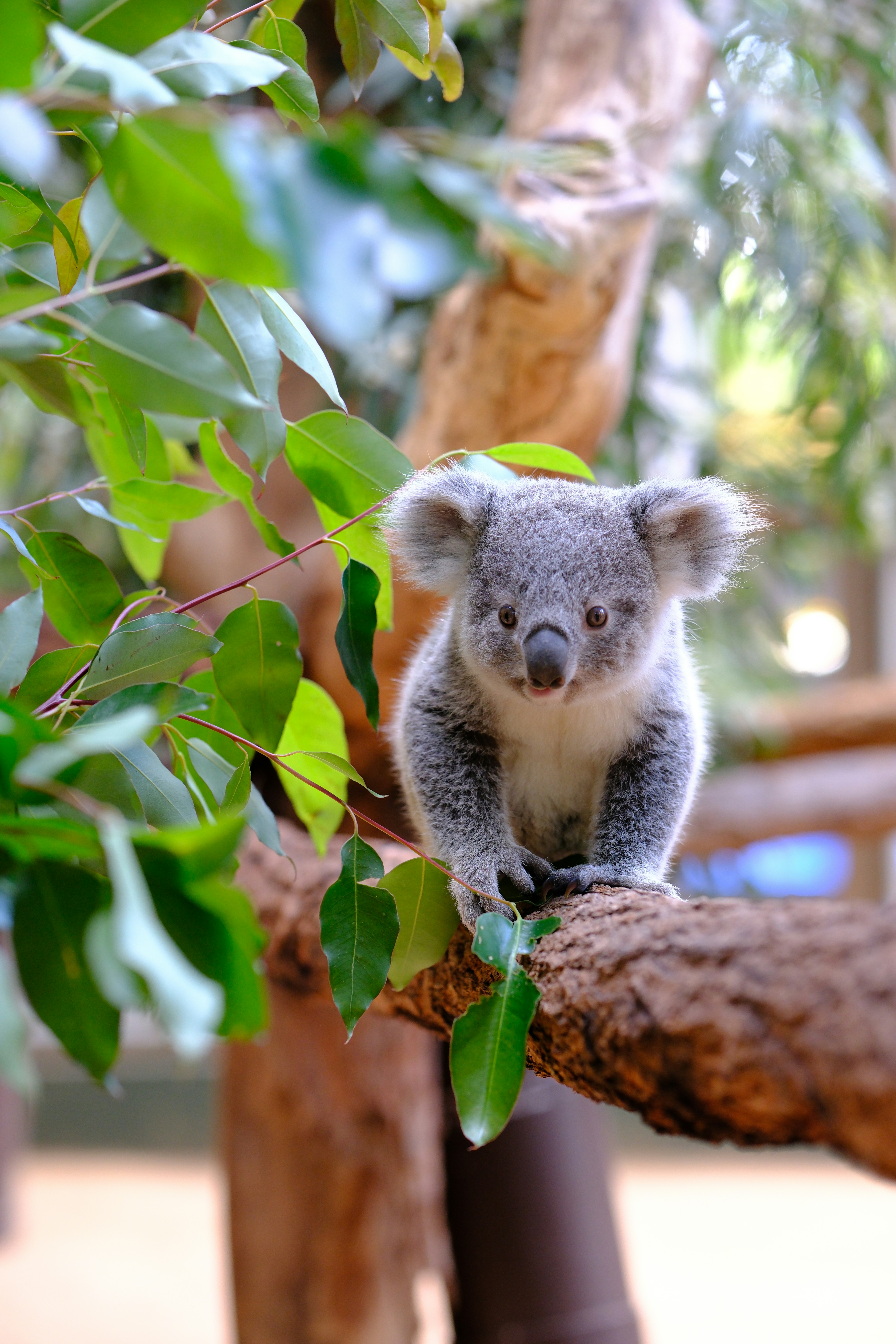 A small koala sitting on a tree branch photo – Free Australia Image on ...