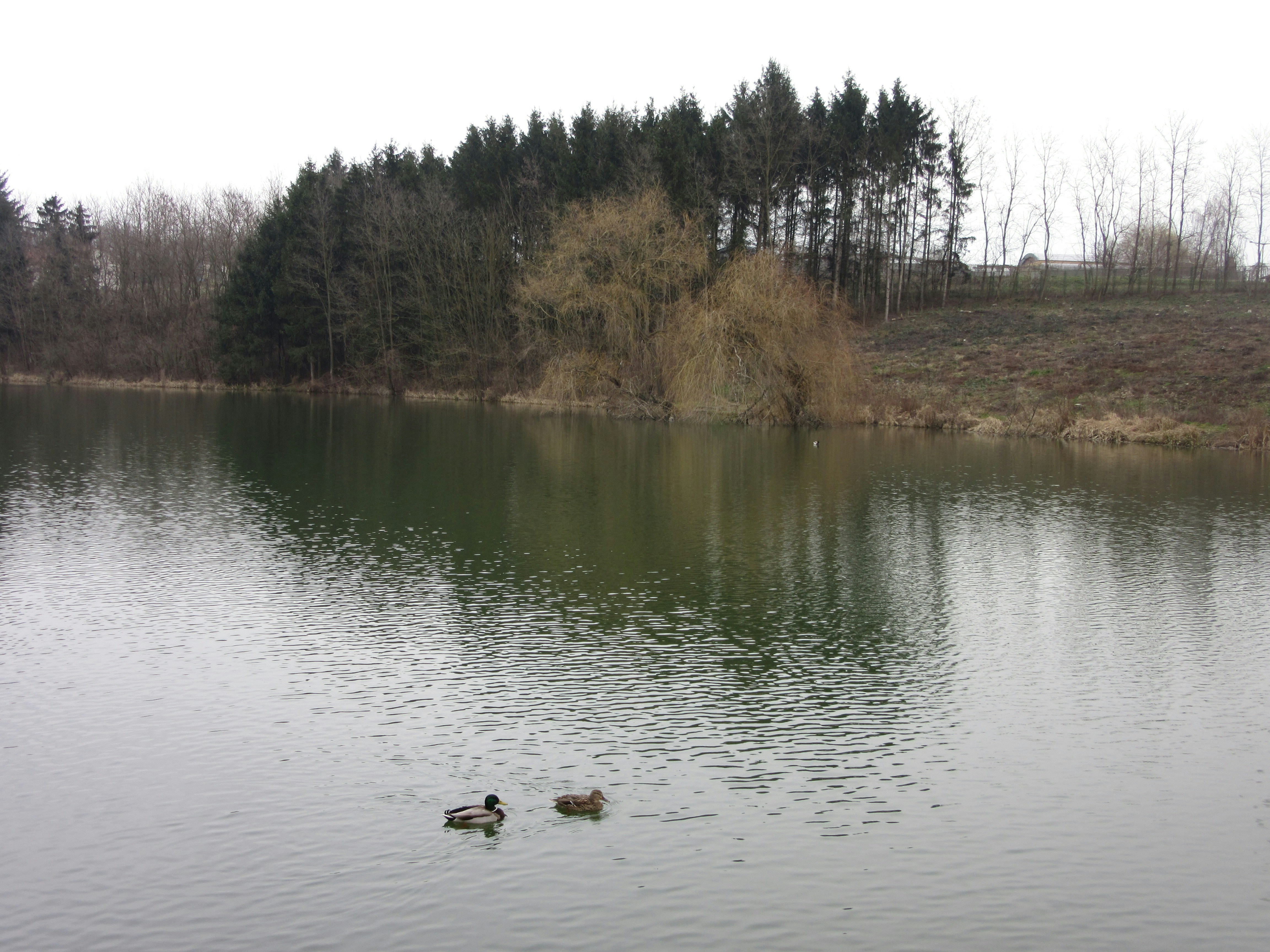 Two ducks drift across a calm lake with a tree-lined shore under an overcast sky.