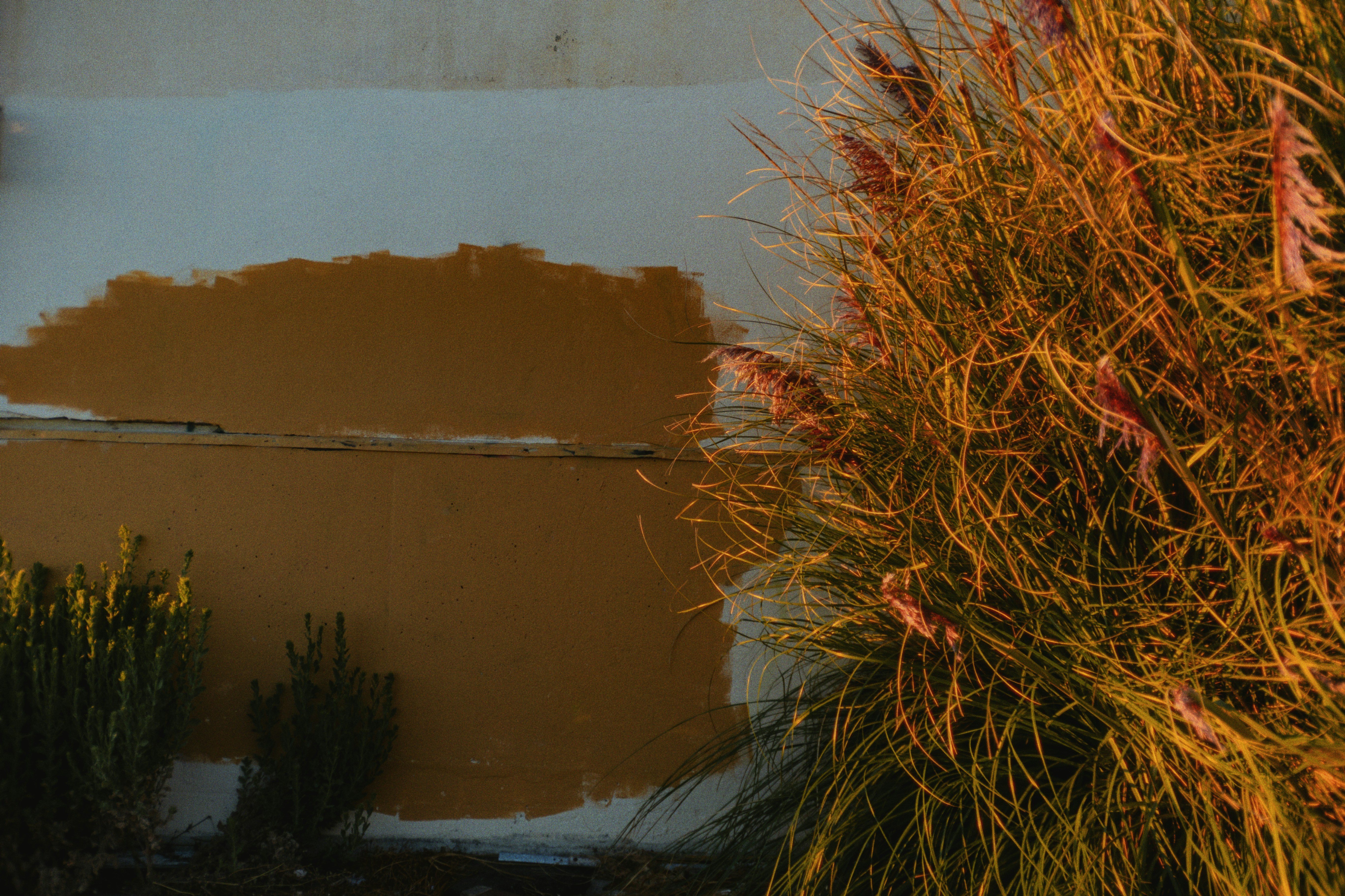 Ochre Wall Patch and Pink Plumes: A Quiet Outdoor Portrait