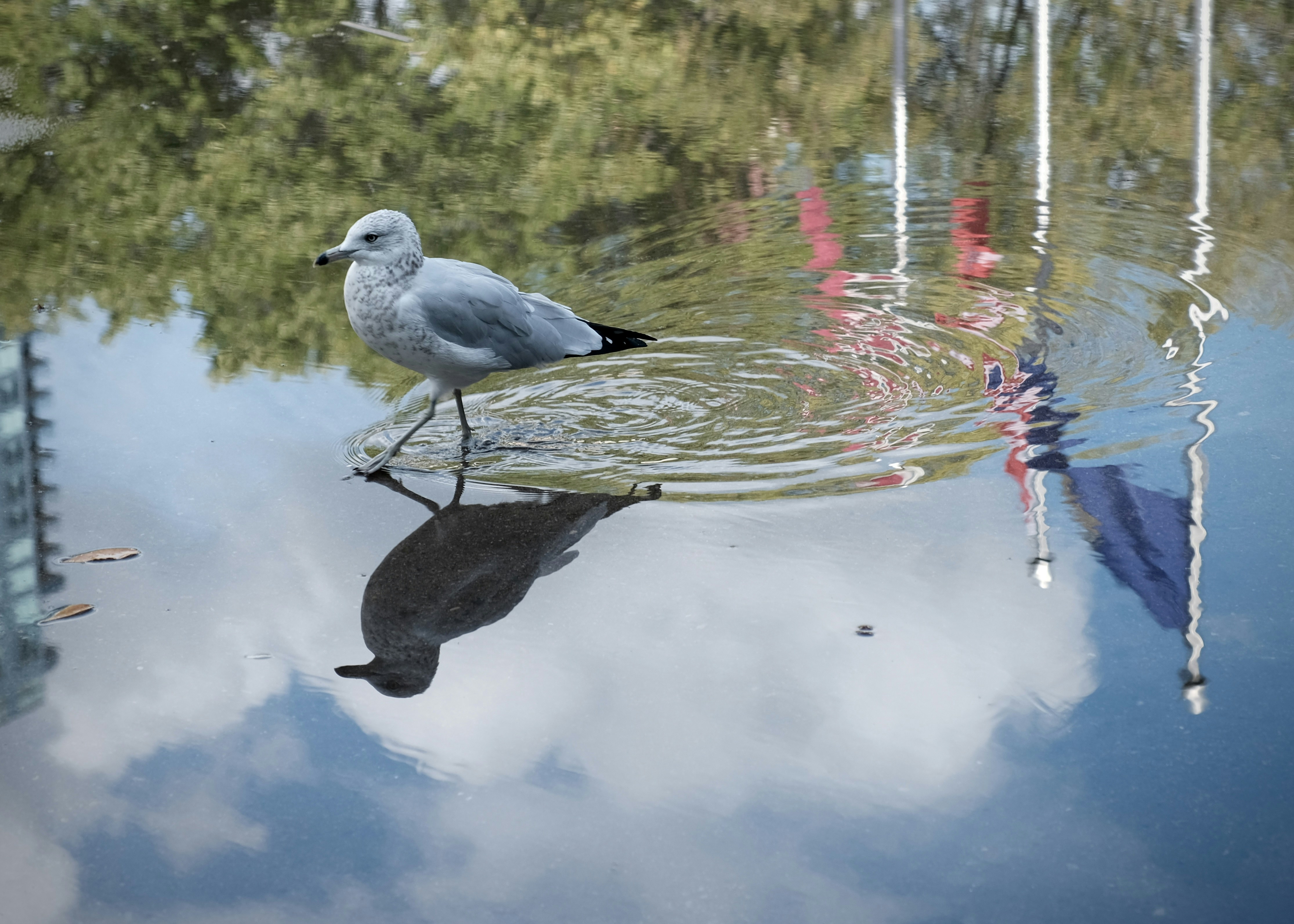 A bird is standing in a puddle of water photo – Free Animal Image on ...