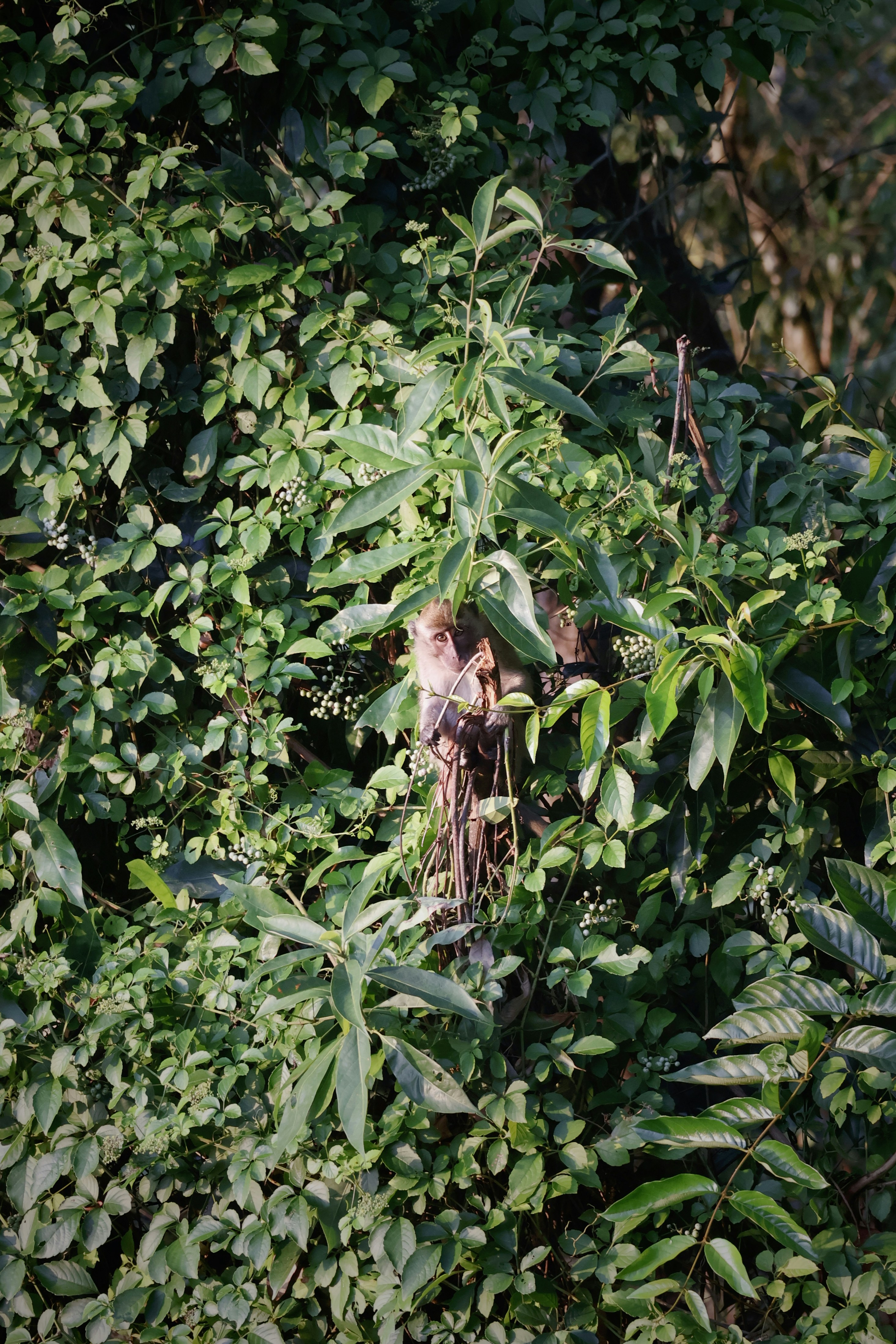 The Green Veil: A Fox Peeks Through Dense Foliage