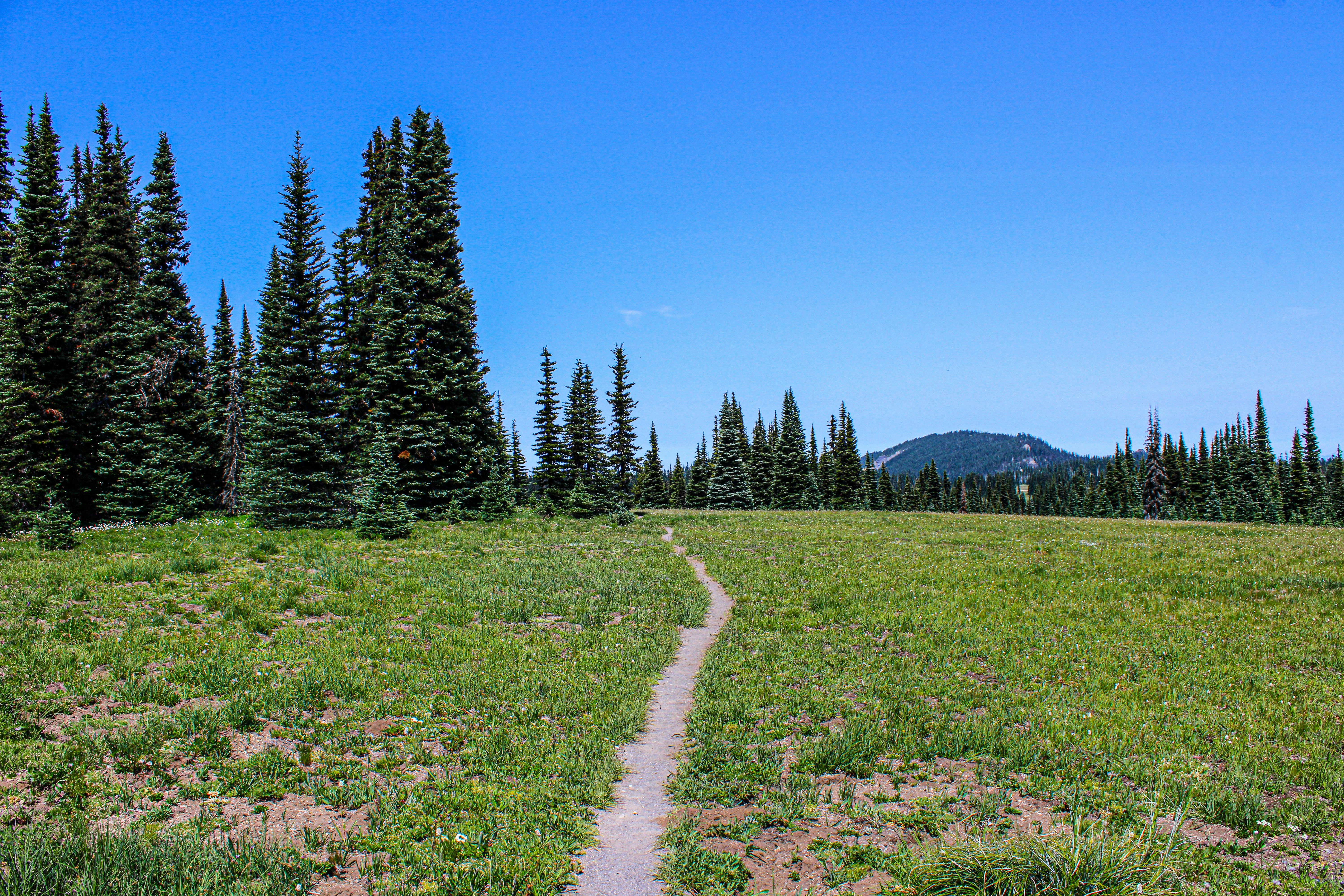Winding Meadow Path Toward a Pine-Dotted Horizon