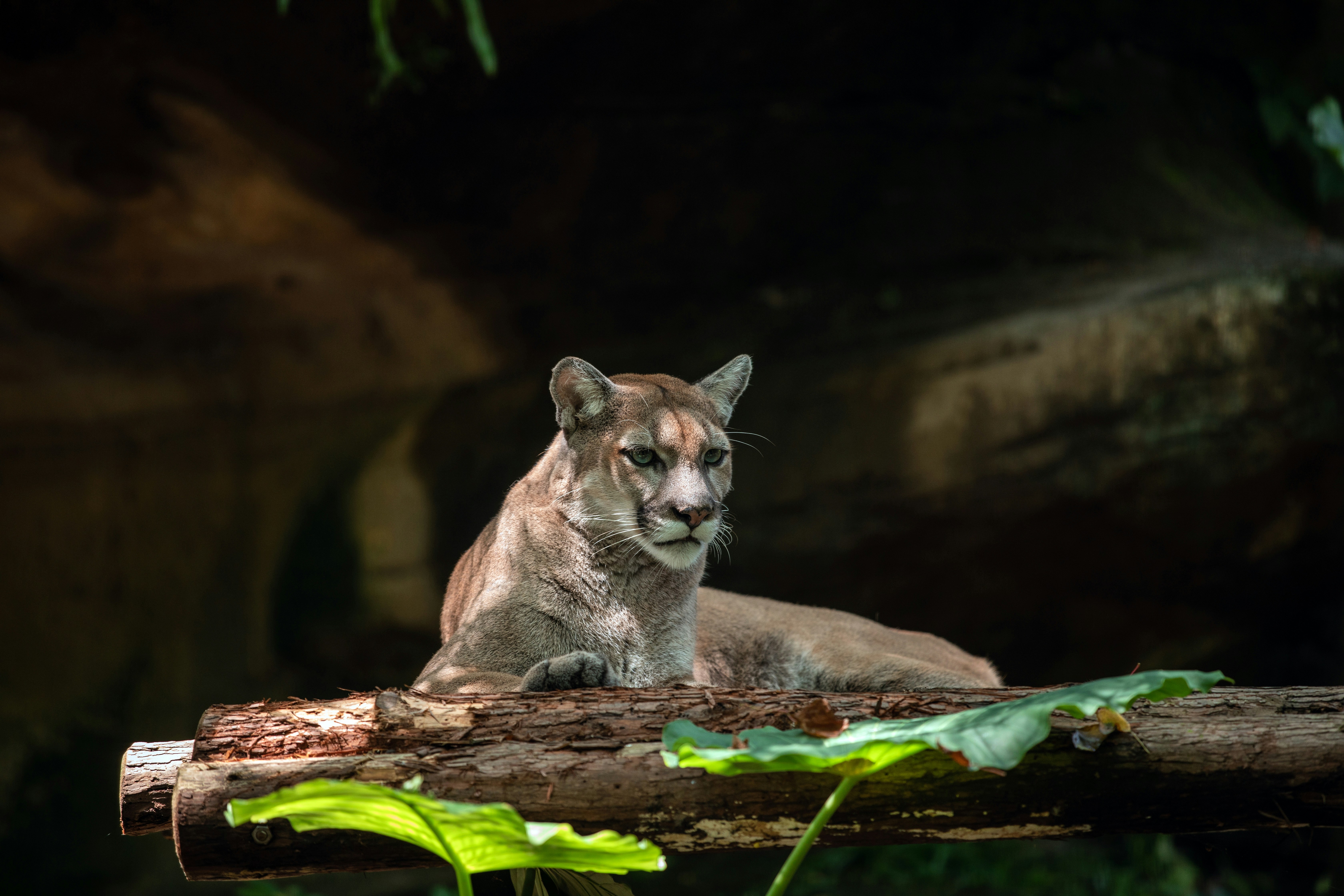 Silent Matriarch of the Stream Bed