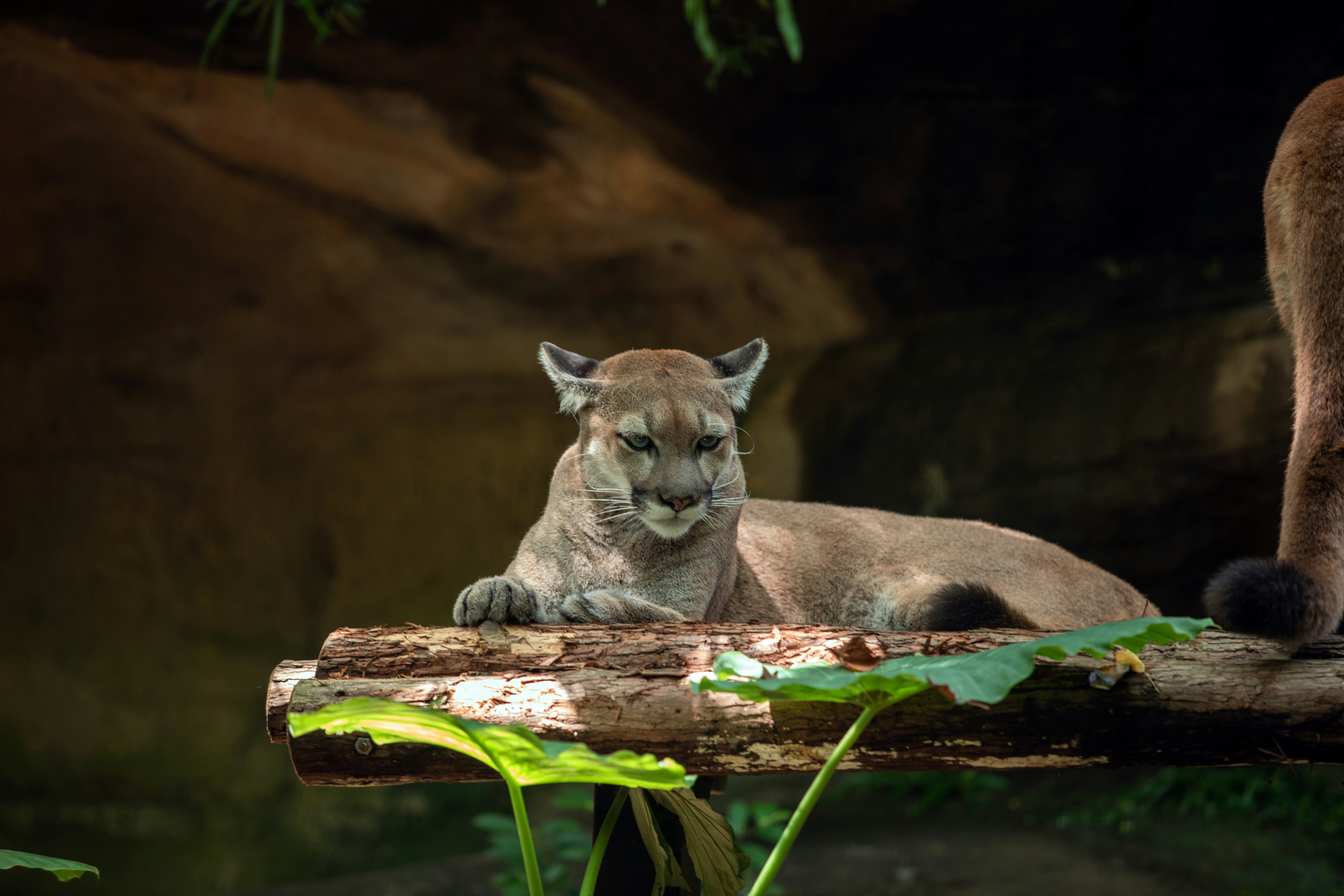 A couple of animals that are sitting on a log photo – Free Animal Image ...